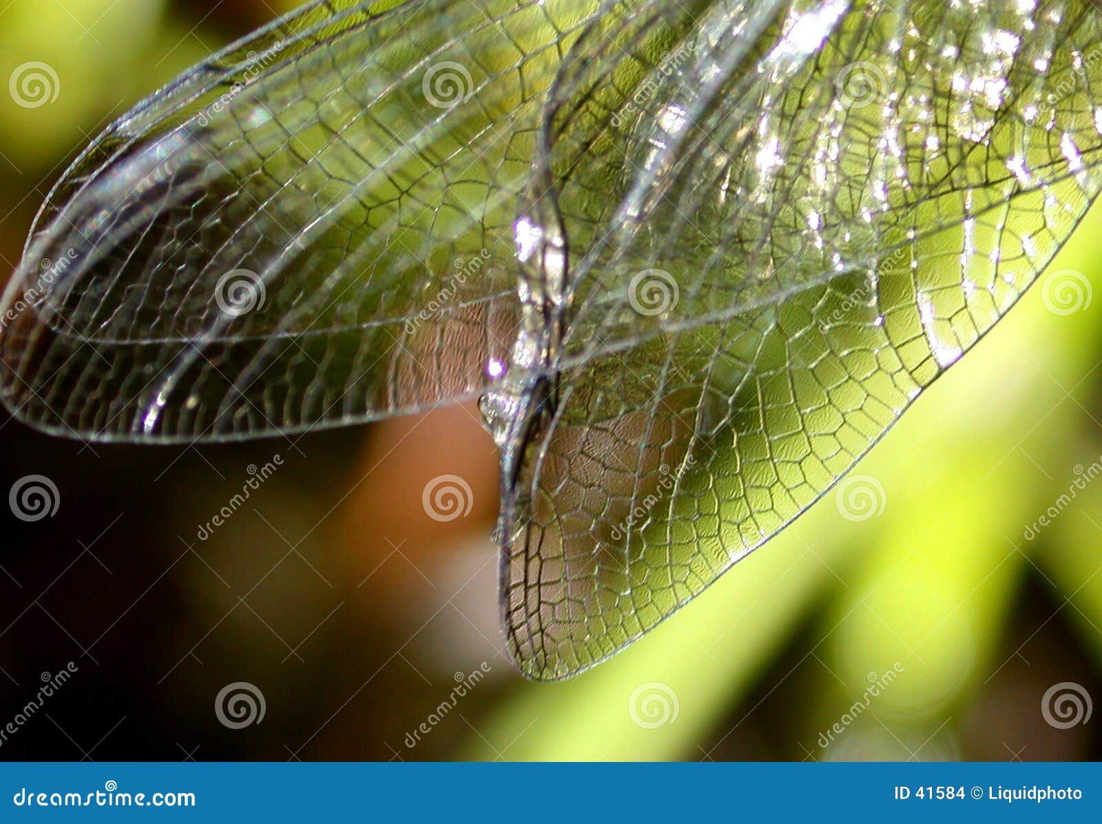 Dragonfly Wings stock photo. Image of growth, lines, patterns - 41584