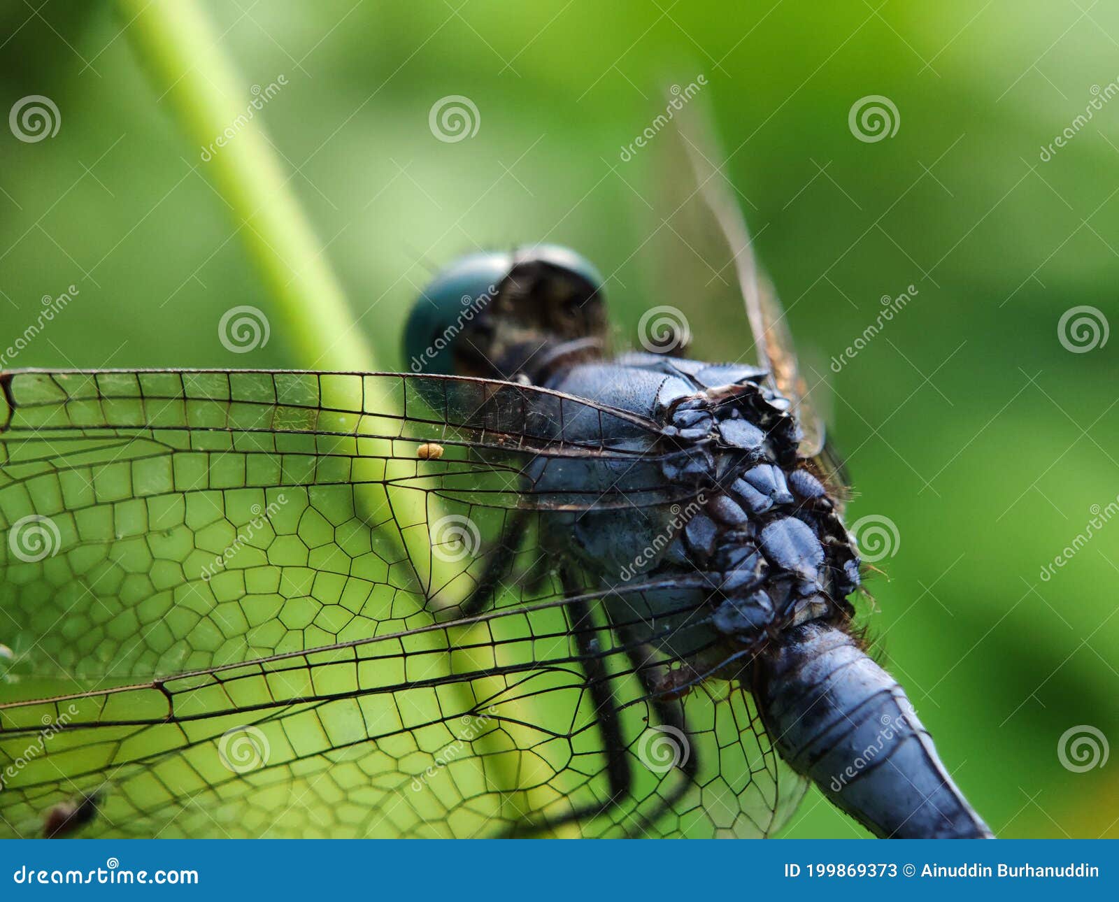 Dragonfly Wings from Behind Stock Image - Image of wings, animal: 199869373