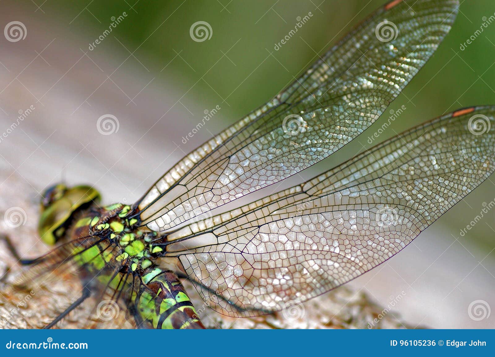 Dragonfly wings stock photo. Image of black, pest, single - 96105236