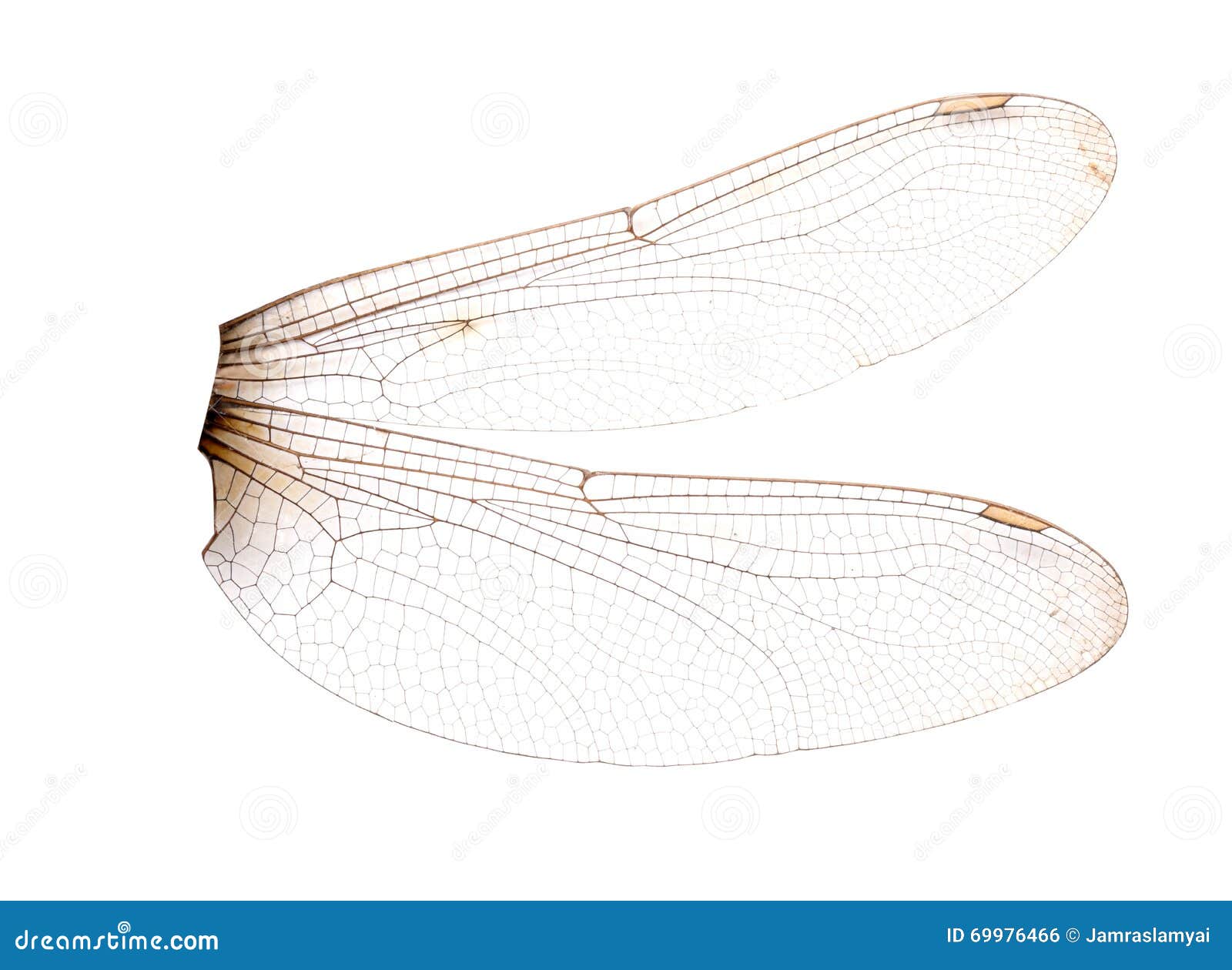 Red Dragonfly With Wings Sits On A Branch On A Green Background. Summer ...