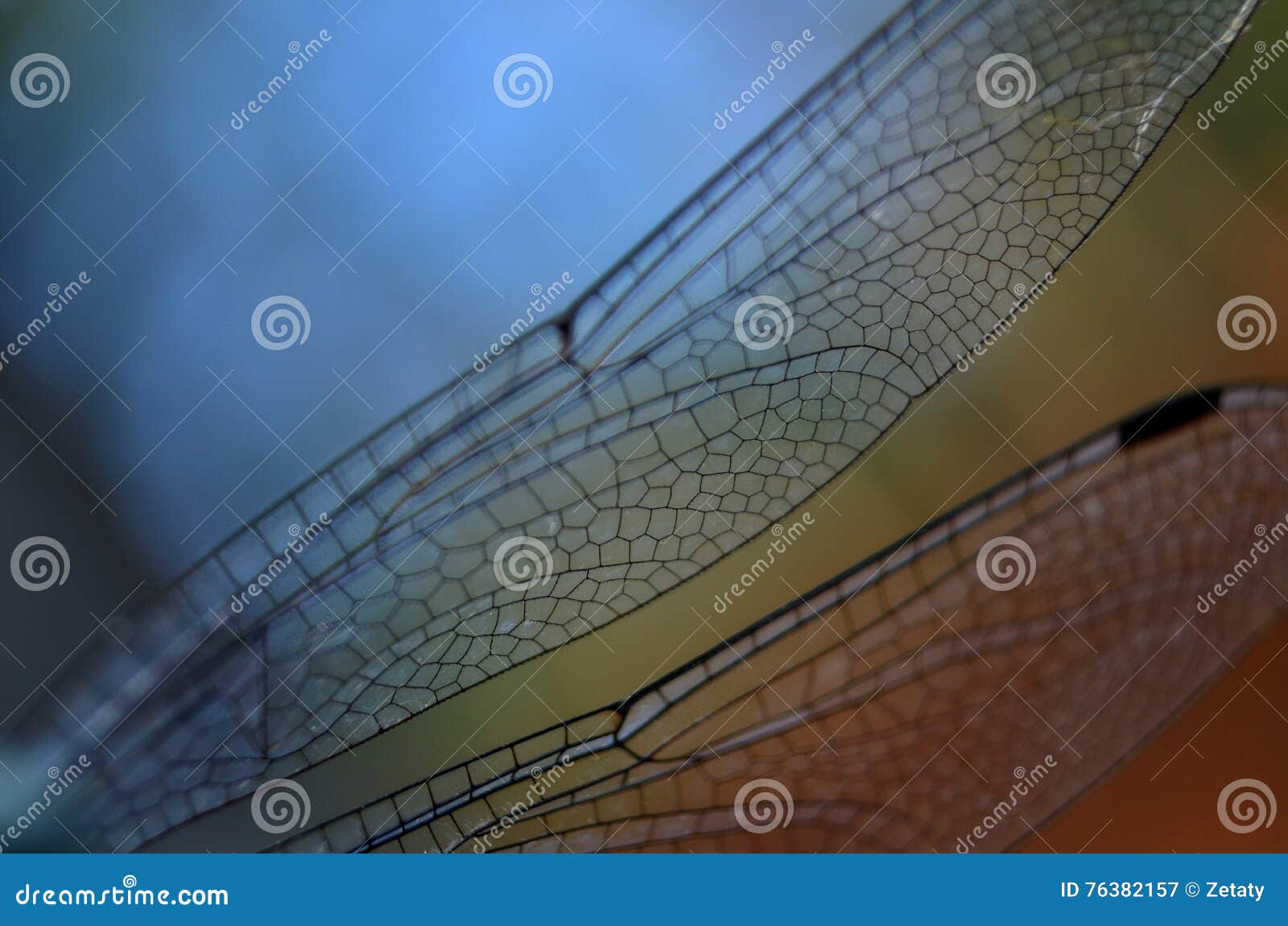 Red Dragonfly With Wings Sits On A Branch On A Green Background. Summer ...