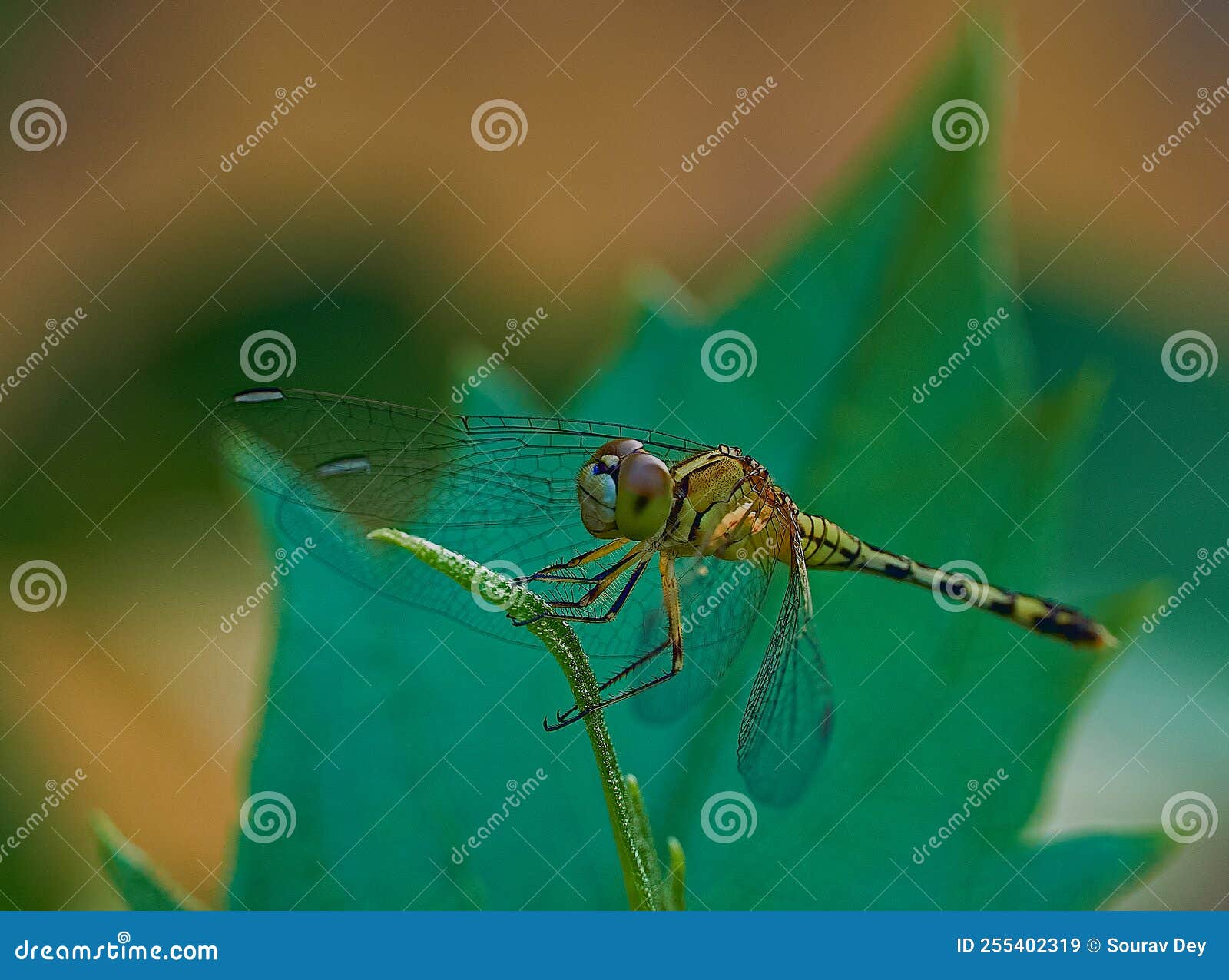 Dragonfly Wings Reflection in Sun Stock Image - Image of close, green ...