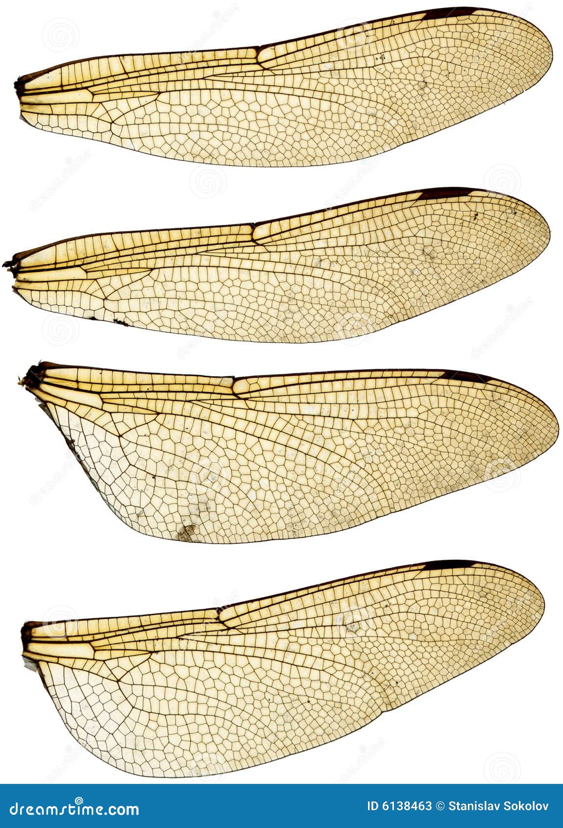 Dragonfly Wings Set stock image. Image of white, isolated - 6138463