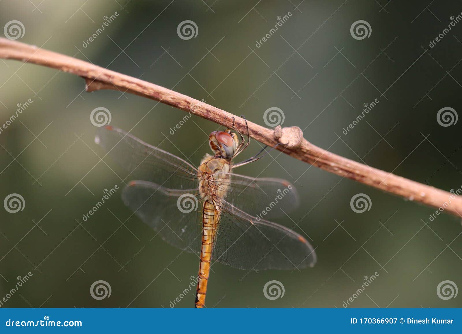 Dragonfly on tree branch stock image. Image of animal - 170366907