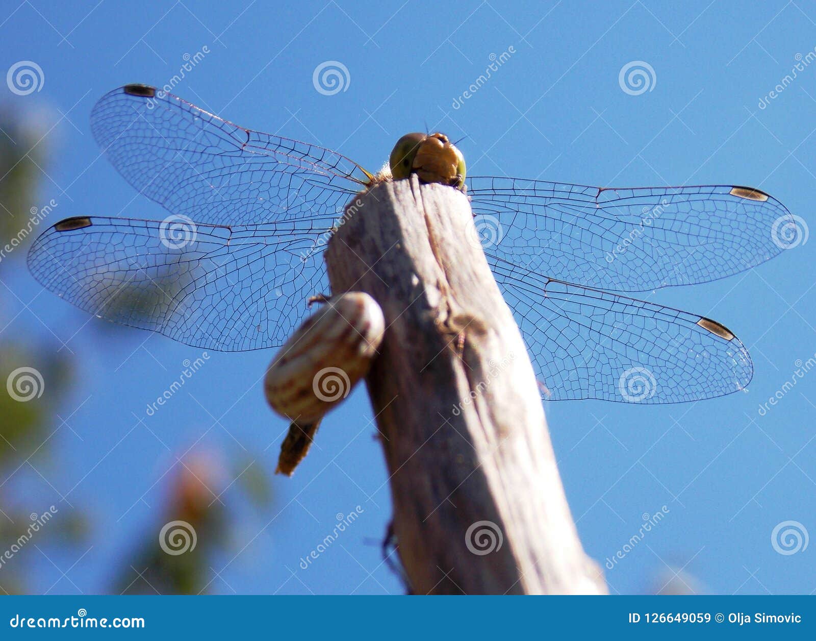 Dragonfly on a wooden pole stock image. Image of macro - 126649059