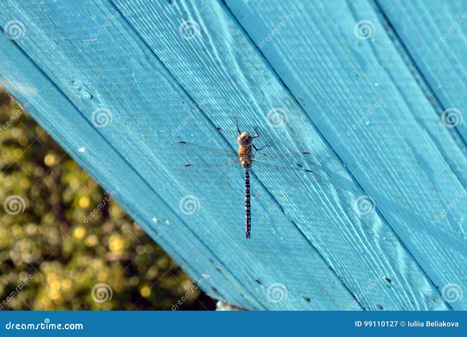 Dragonfly on a Wooden Texture Stock Image - Image of activity, graphic ...