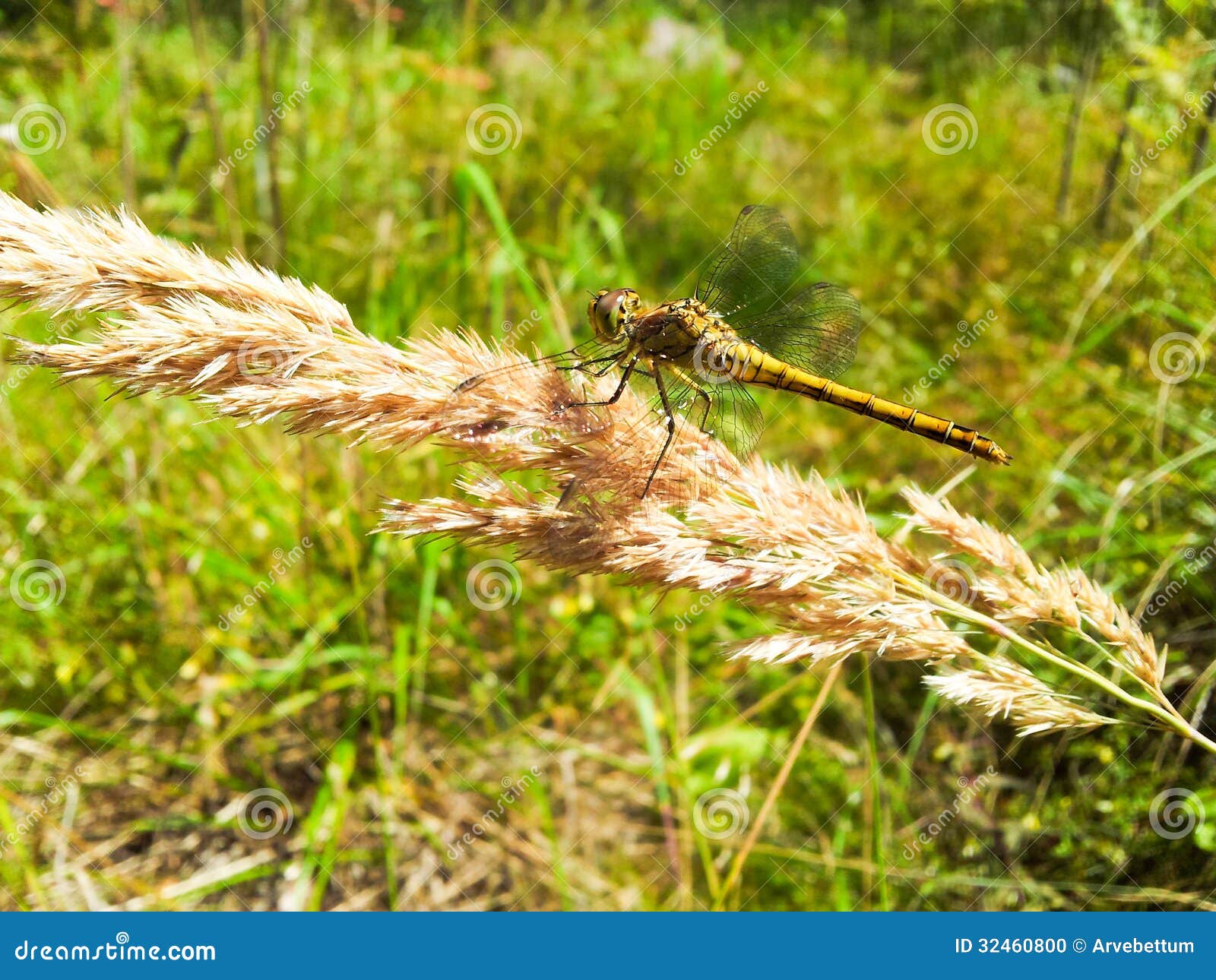 Dragonfly stock photo. Image of insect, entomology, fauna - 32460800