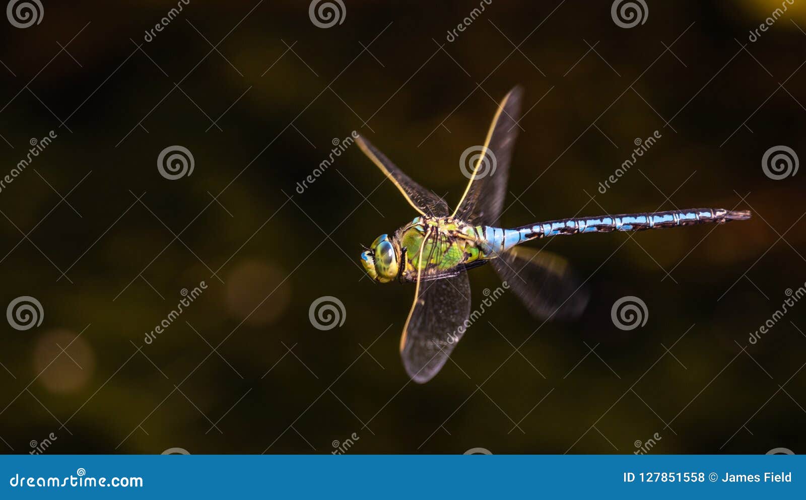 Dragonflying stock photo. Image of midflight, dragonflying - 127851558