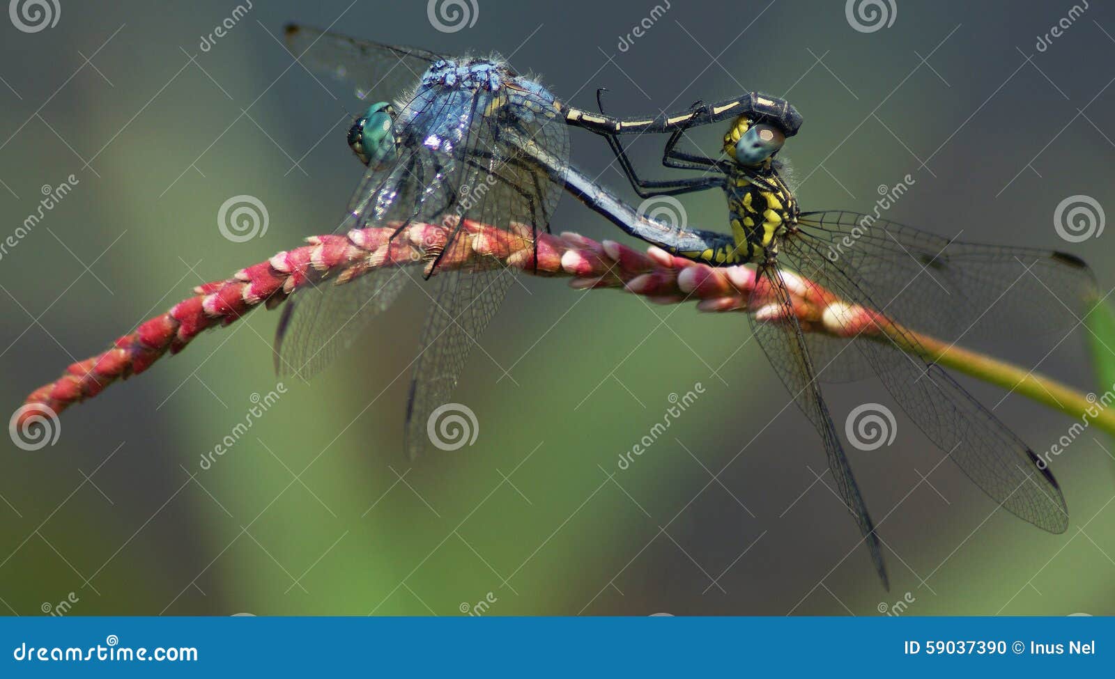 2 Dragonflys mating stock photo. Image of blue, dragonfly - 59037390