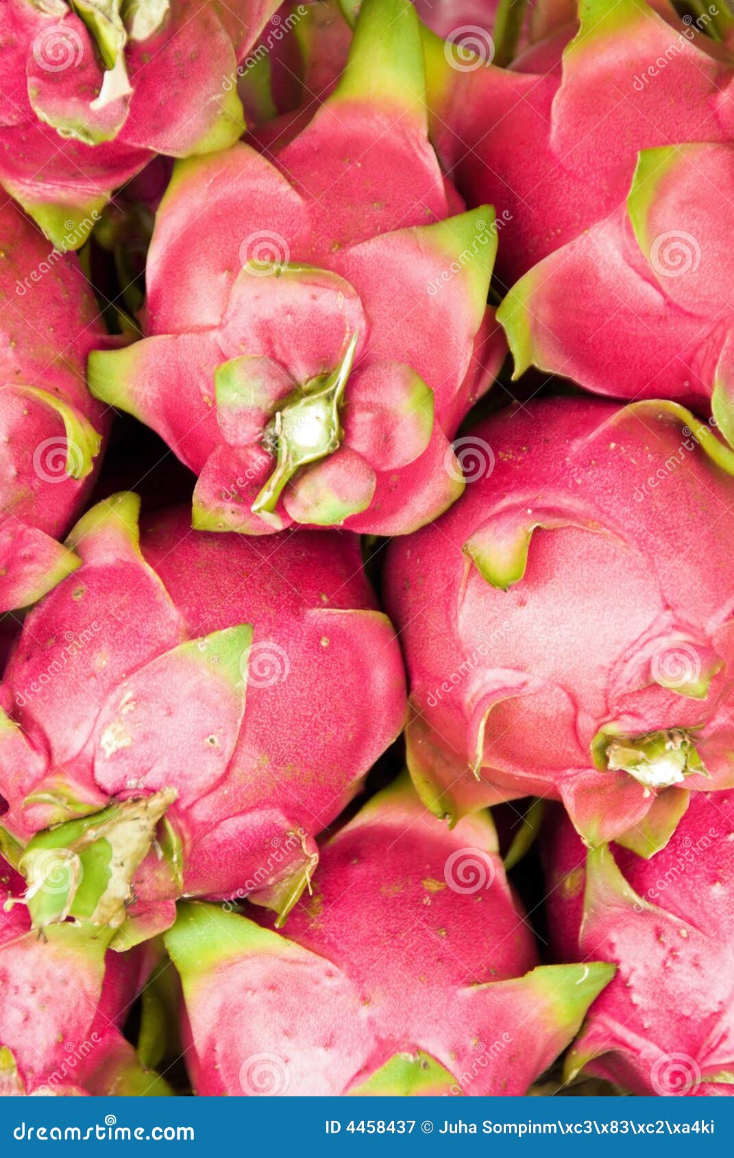 Dragonfruit stock image. Image of organic, fruit, nutrition - 4458437