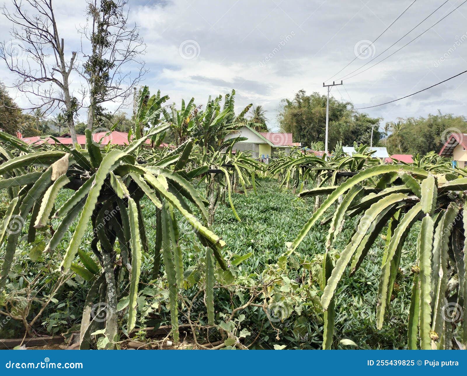 DragonFruit farm hsnd stock image. Image of hsnd, fruit - 255439825