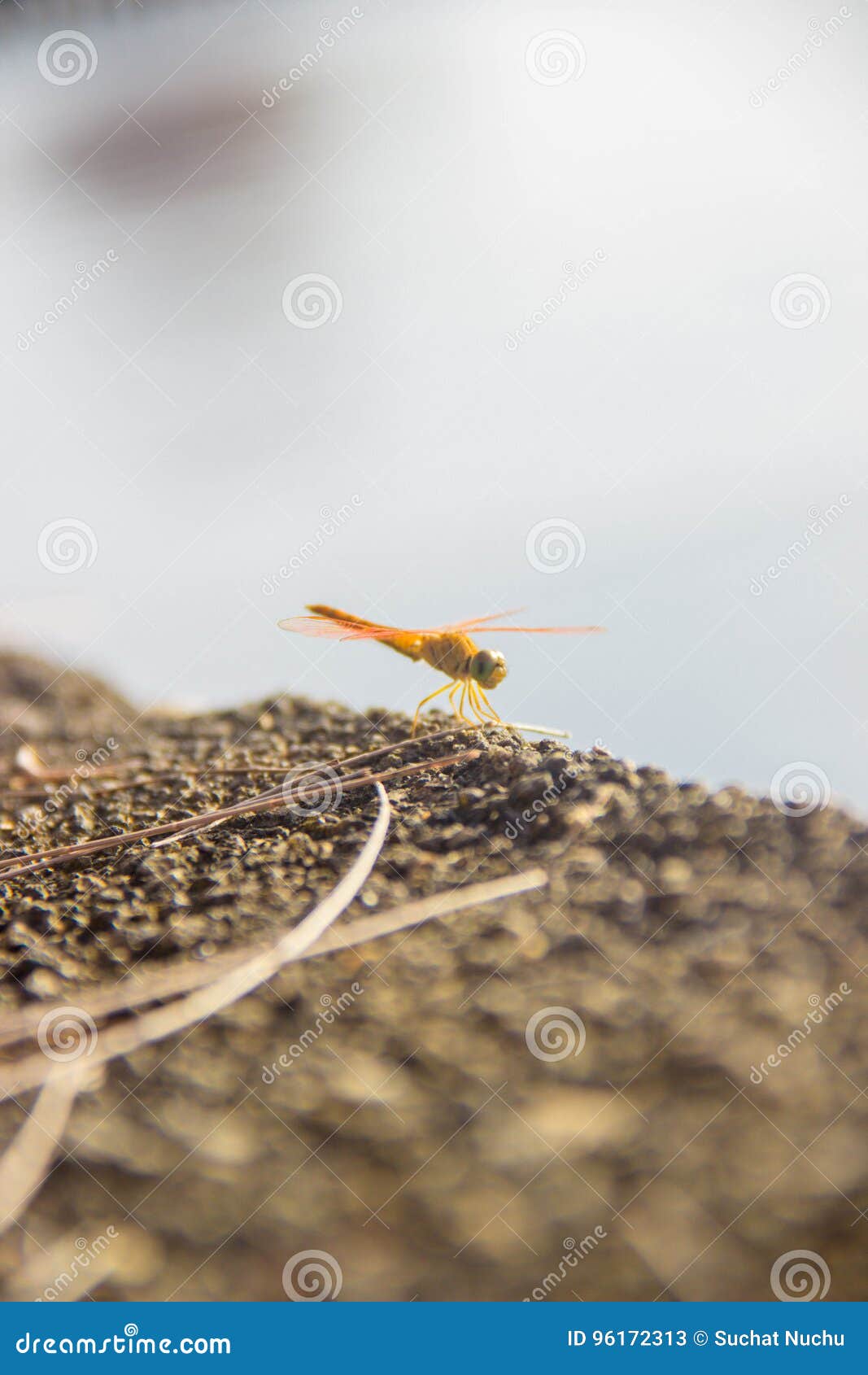 Dragonfry stock image. Image of ground, macro, dragonfry - 96172313