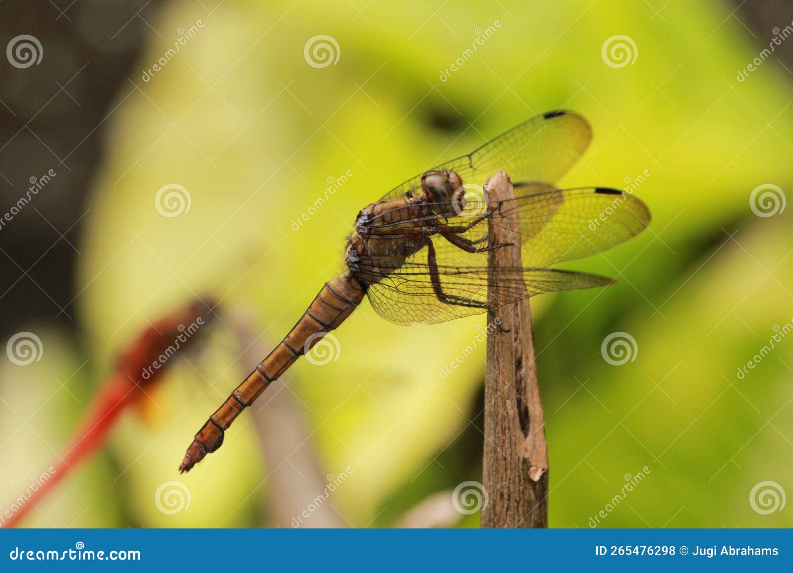 Dragons fly stock photo. Image of insect, yellow, arthropod - 265476298