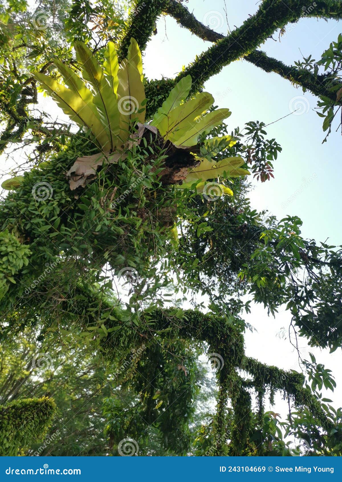 Dragons Scale Fern Propagating Around the Old Tree Trunk and Branches ...