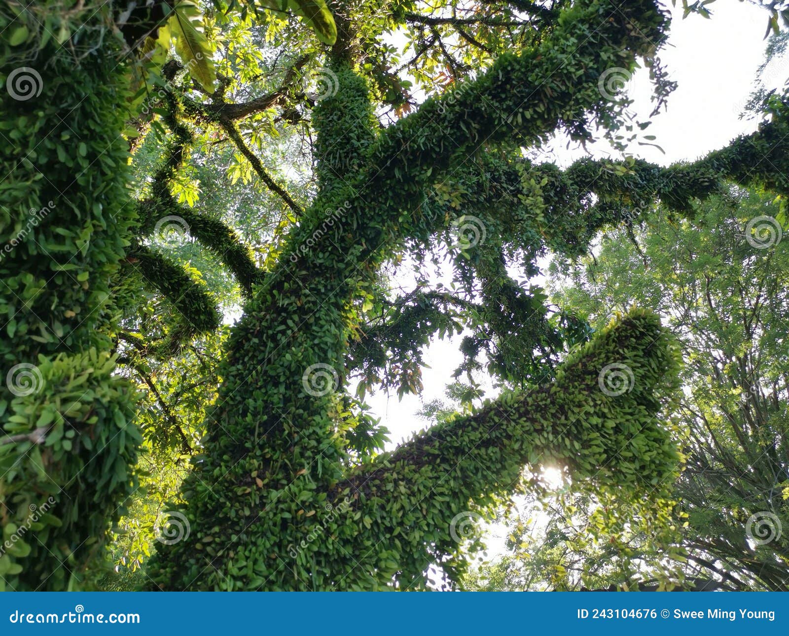 Dragons Scale Fern Propagating Around the Old Tree Trunk and Branches ...
