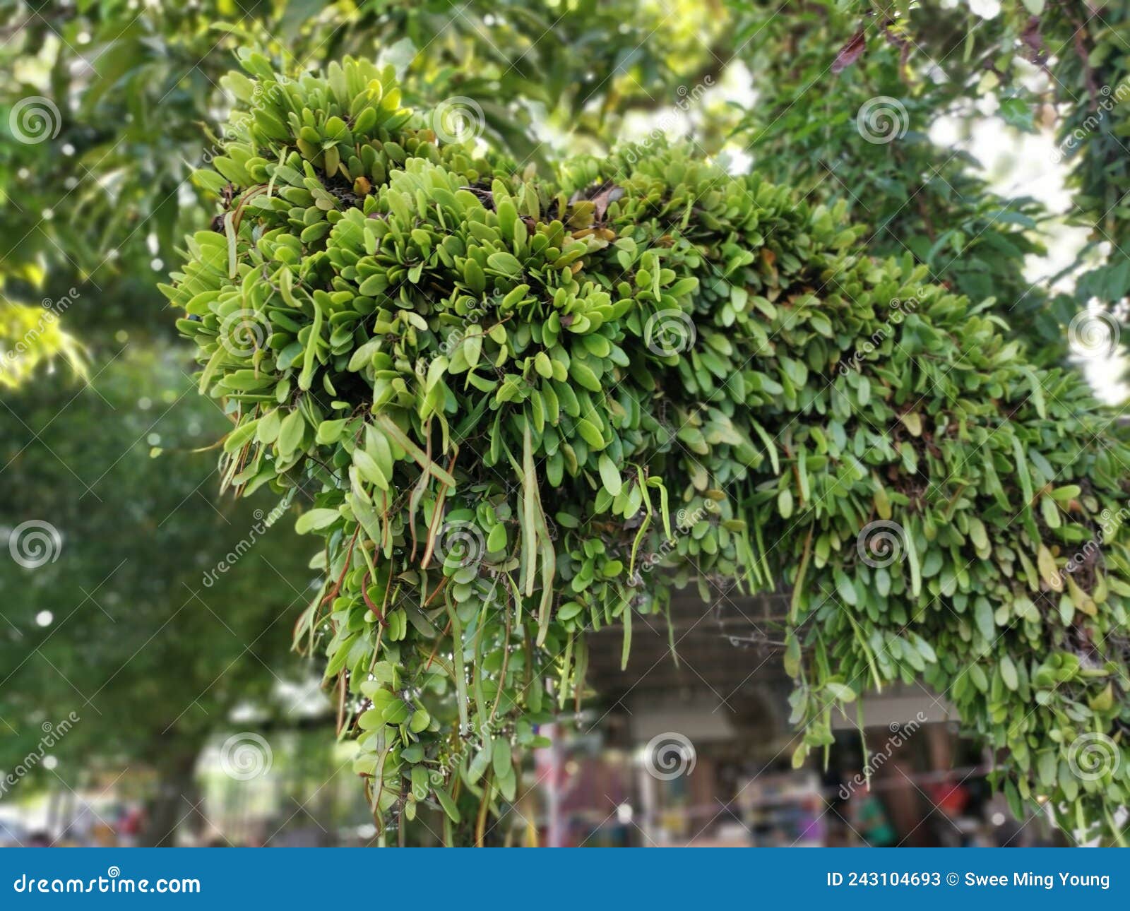 Dragons Scale Fern Propagating Around the Old Tree Trunk and Branches ...