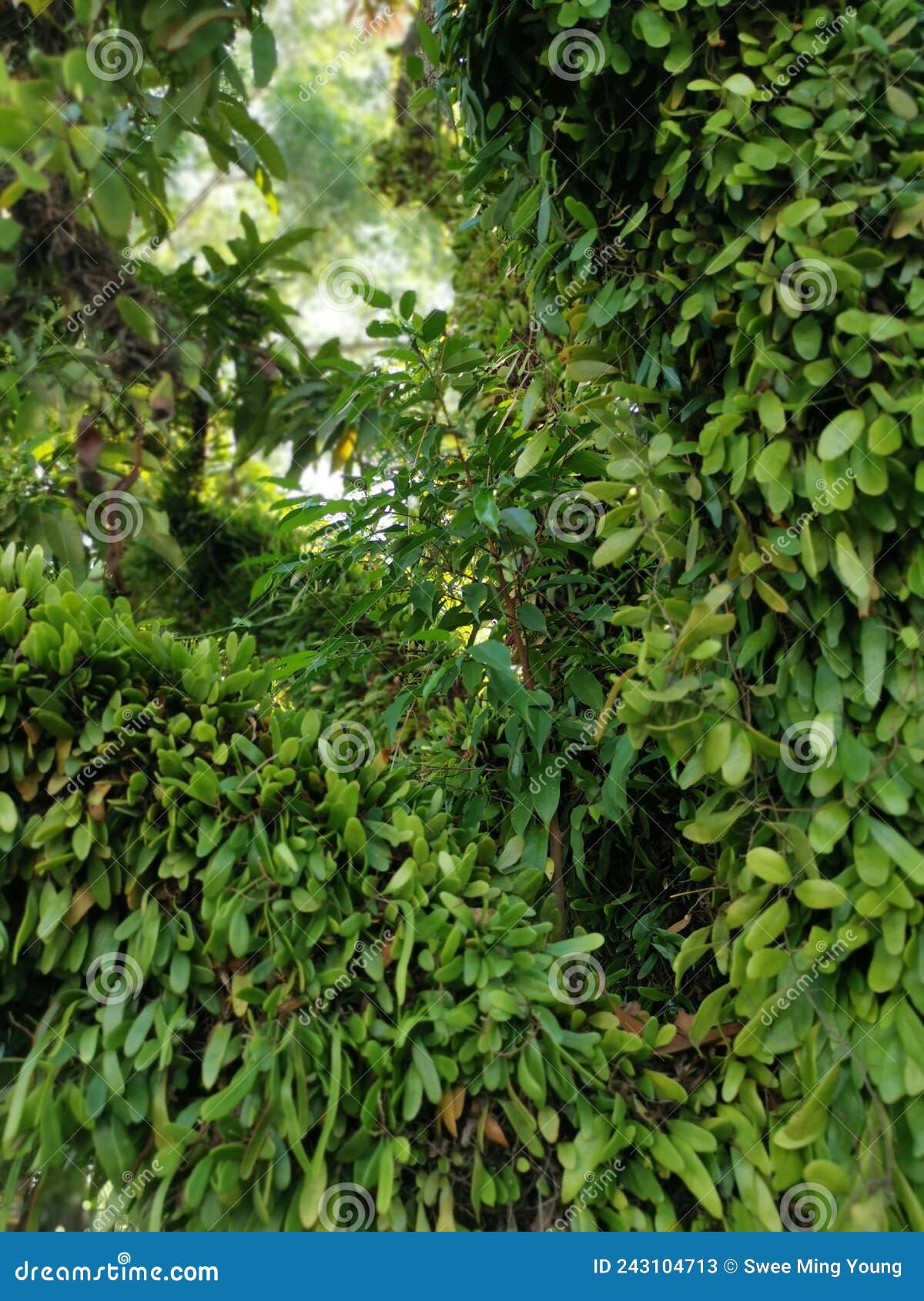Dragons Scale Fern Propagating Around the Old Tree Trunk and Branches ...
