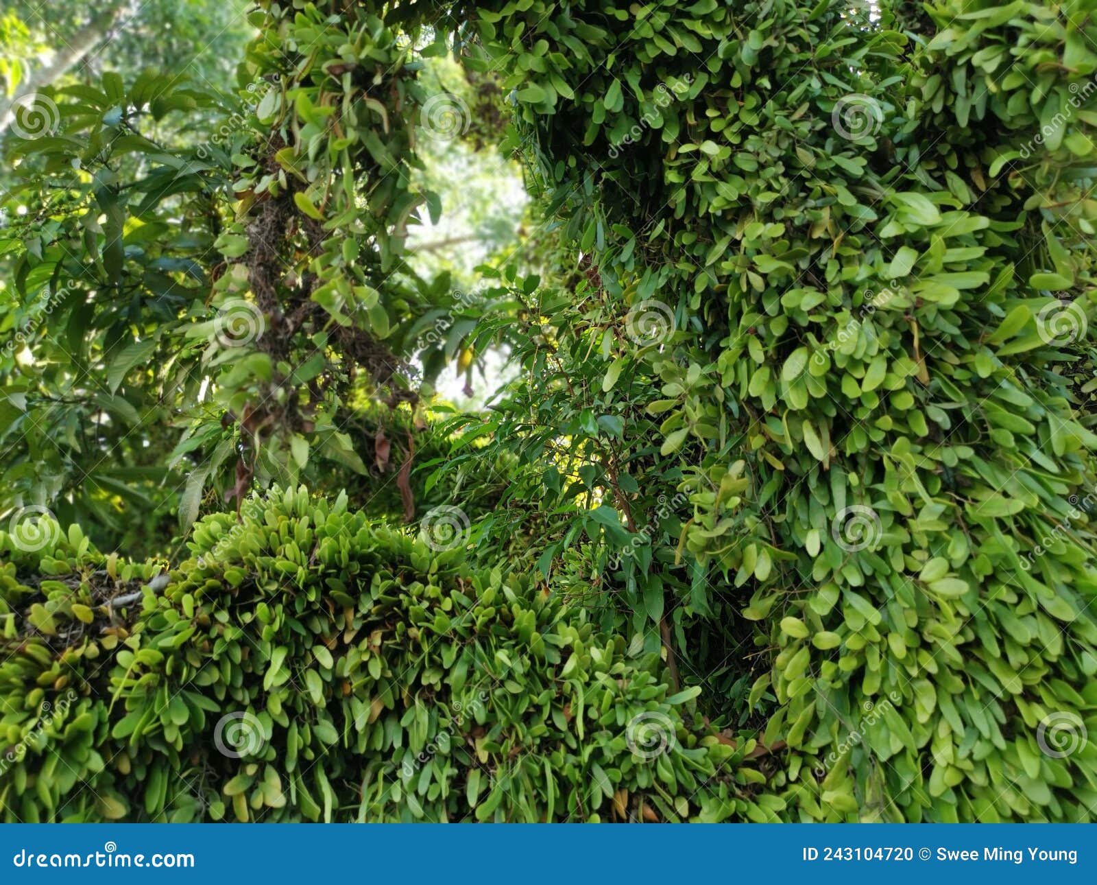 Dragons Scale Fern Propagating Around the Old Tree Trunk and Branches ...