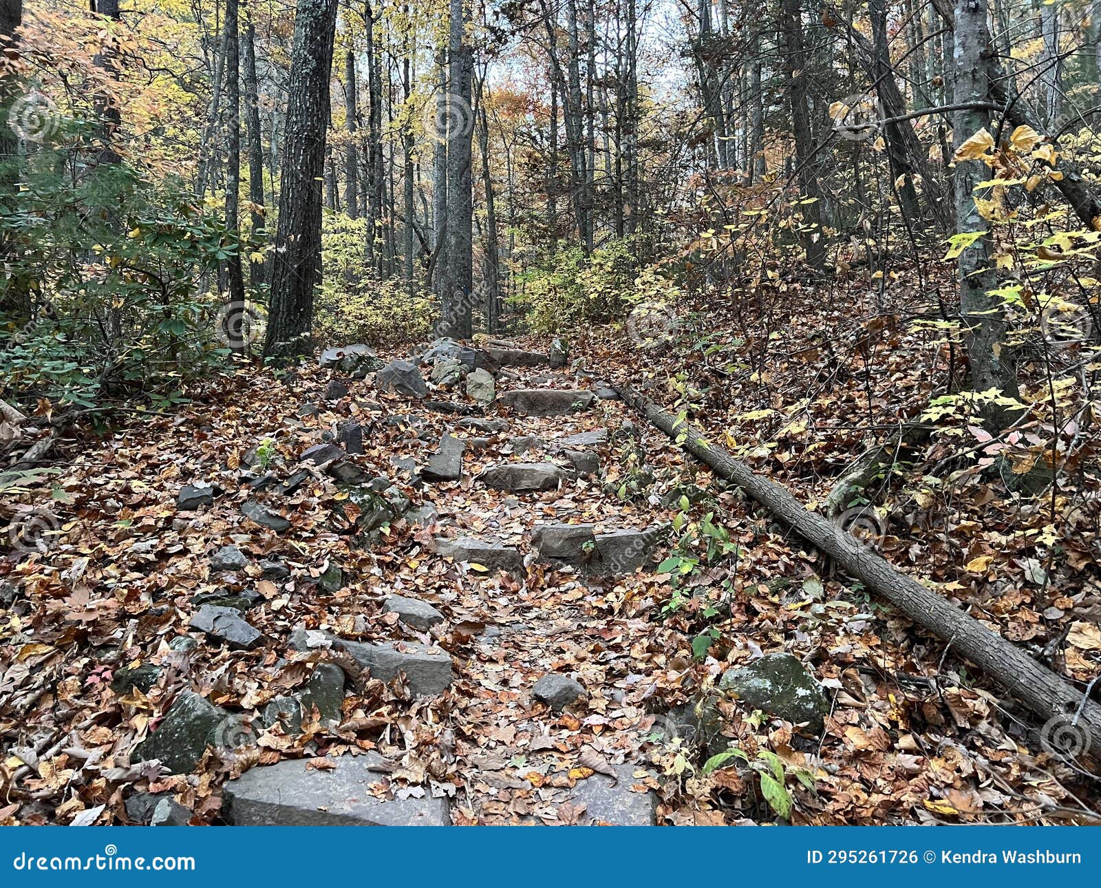 Dragons Tooth Trail in Virginia Stock Photo - Image of branch, trunk ...