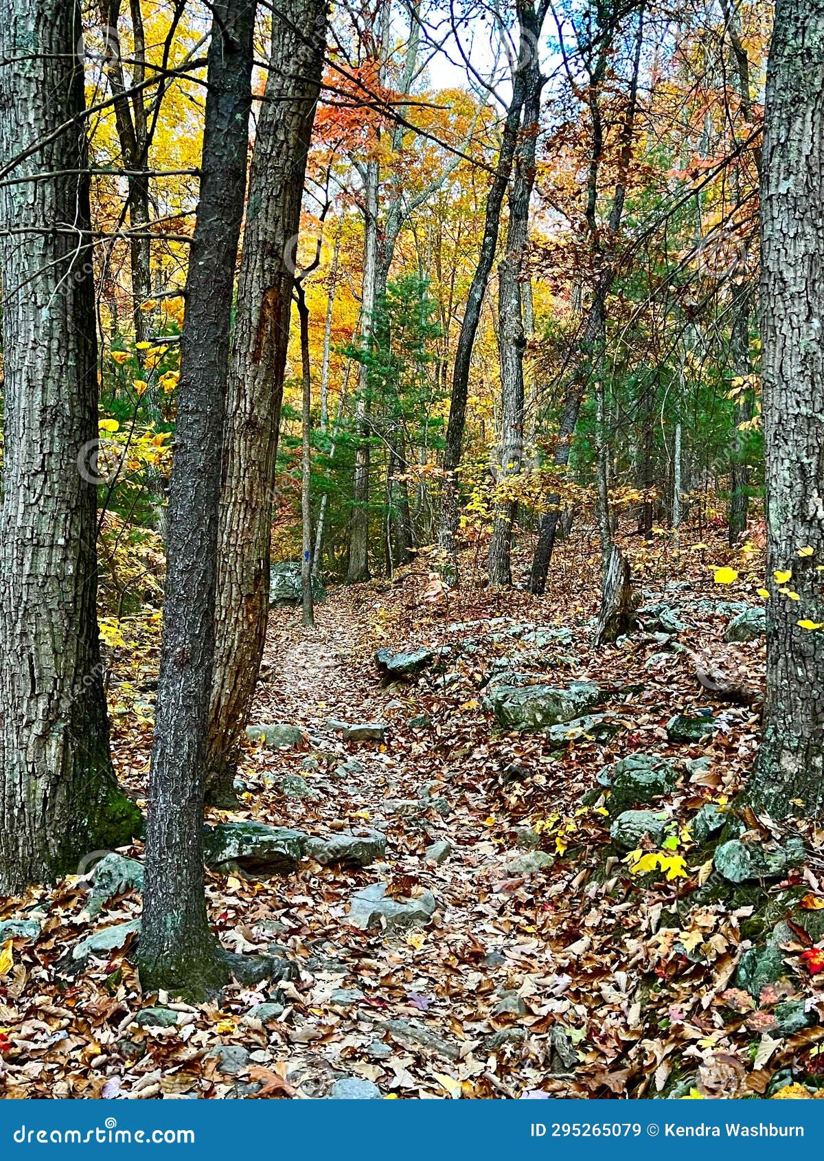 Dragons Tooth Trail in Virginia Stock Image - Image of flower, trail ...