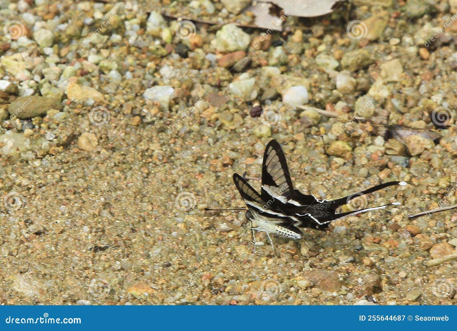 A Dragontail Lamproptera Curius Curius is a Species of Swallowtail ...