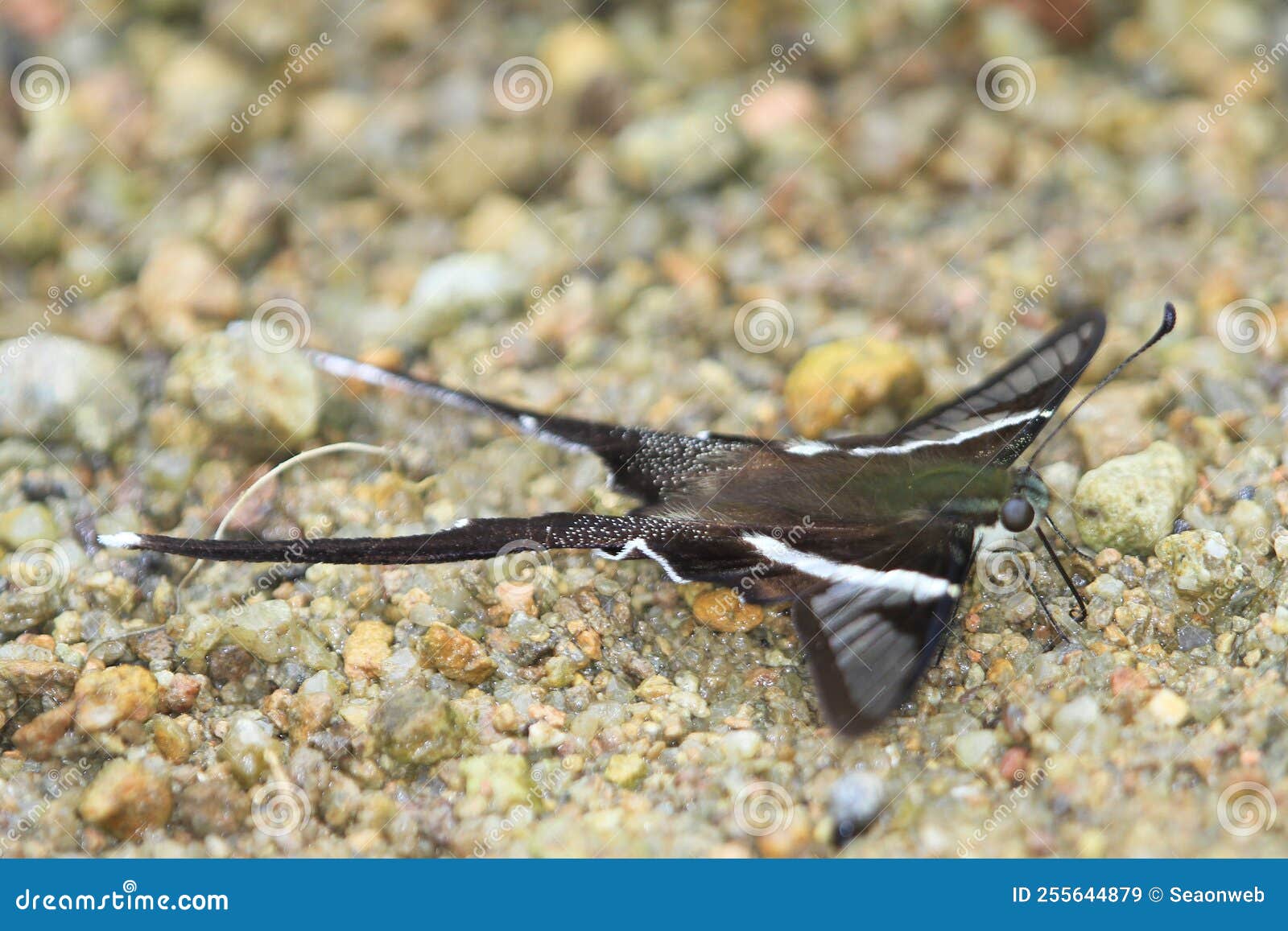 A Dragontail Lamproptera Curius Curius is a Species of Swallowtail ...