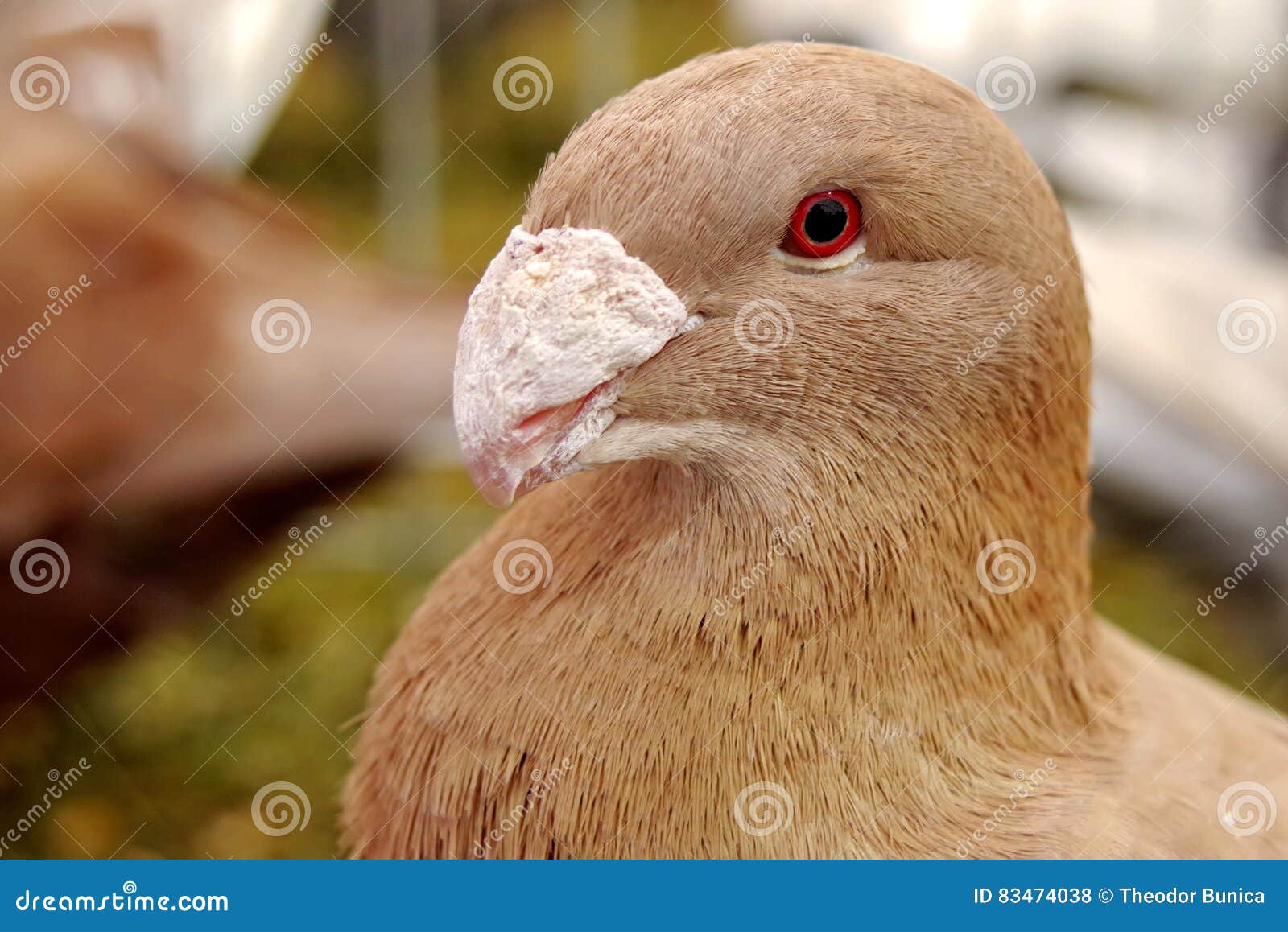 Bird. Dragoon pigeon stock photo. Image of natural, britain - 83474038