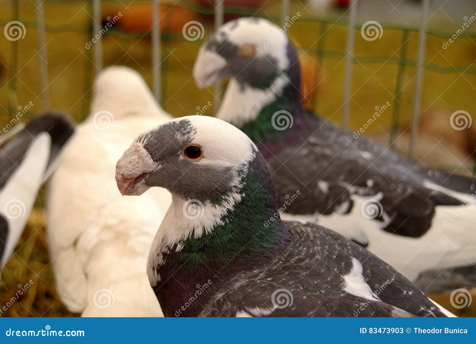 Birds. Dragoon pigeons stock image. Image of head, gray - 83473903