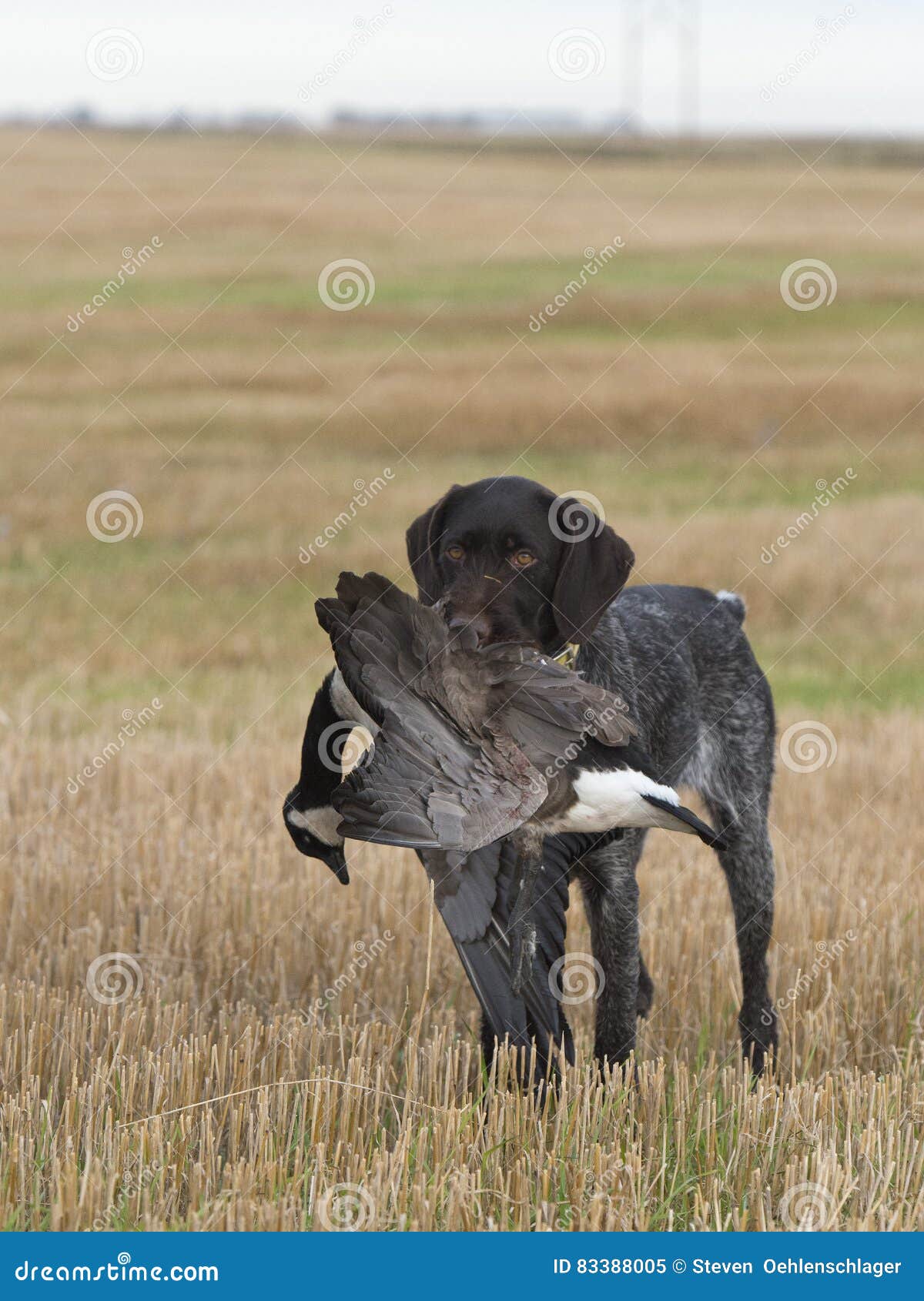 Drahthaar hunting dog stock image. Image of hunter, waterfowl - 83388005