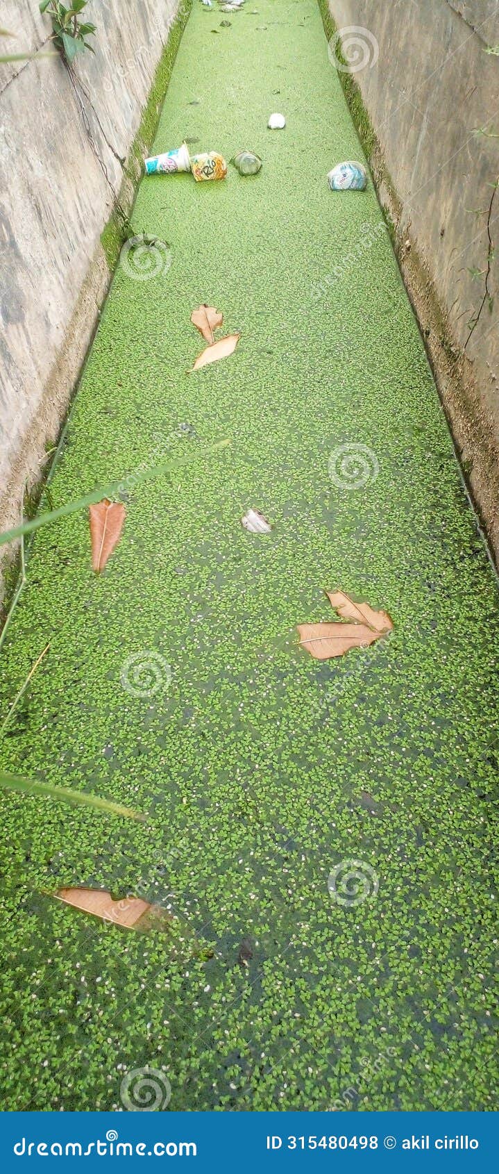 Drain Ditch Gutter Gully Canal Dirtywater Aquaticplants Stock Photo ...