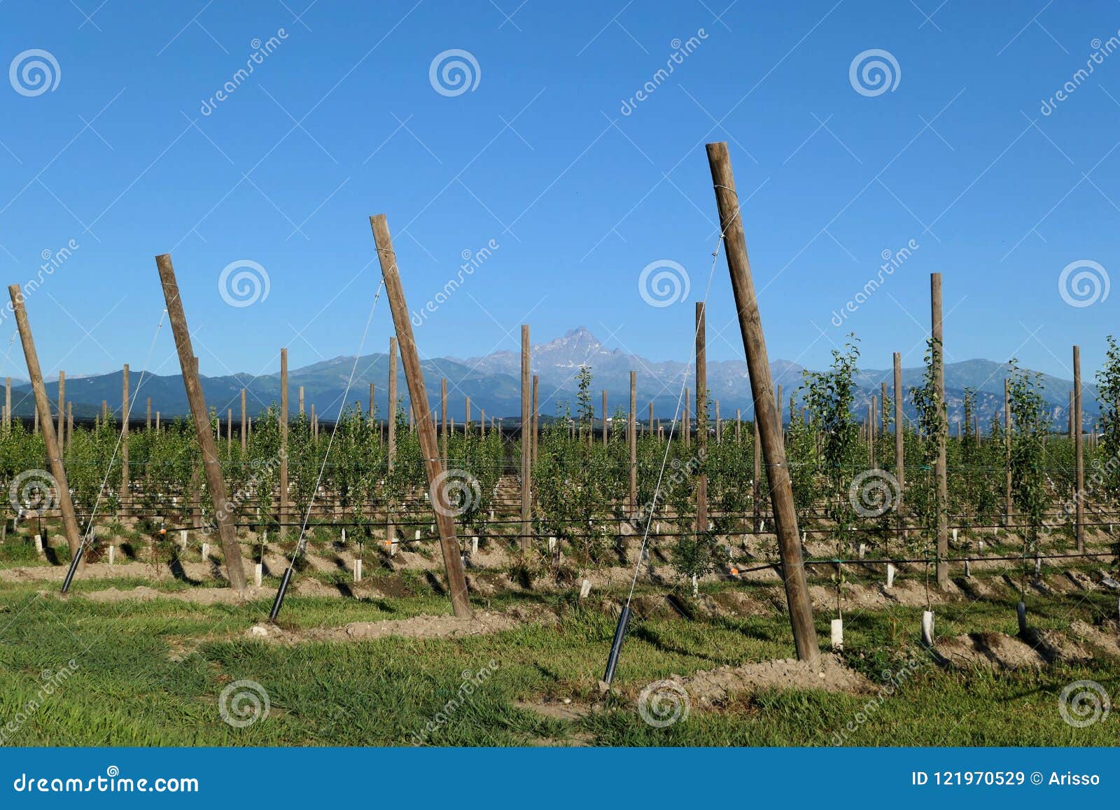 Fruit Trees Drip Irrigation Stock Image - Image of irrigation, peach ...