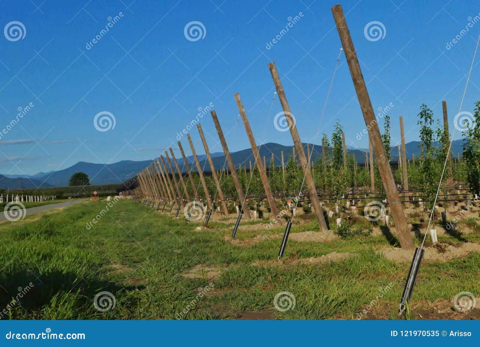 Fruit Trees Drip Irrigation Stock Image - Image of dripirrigation ...