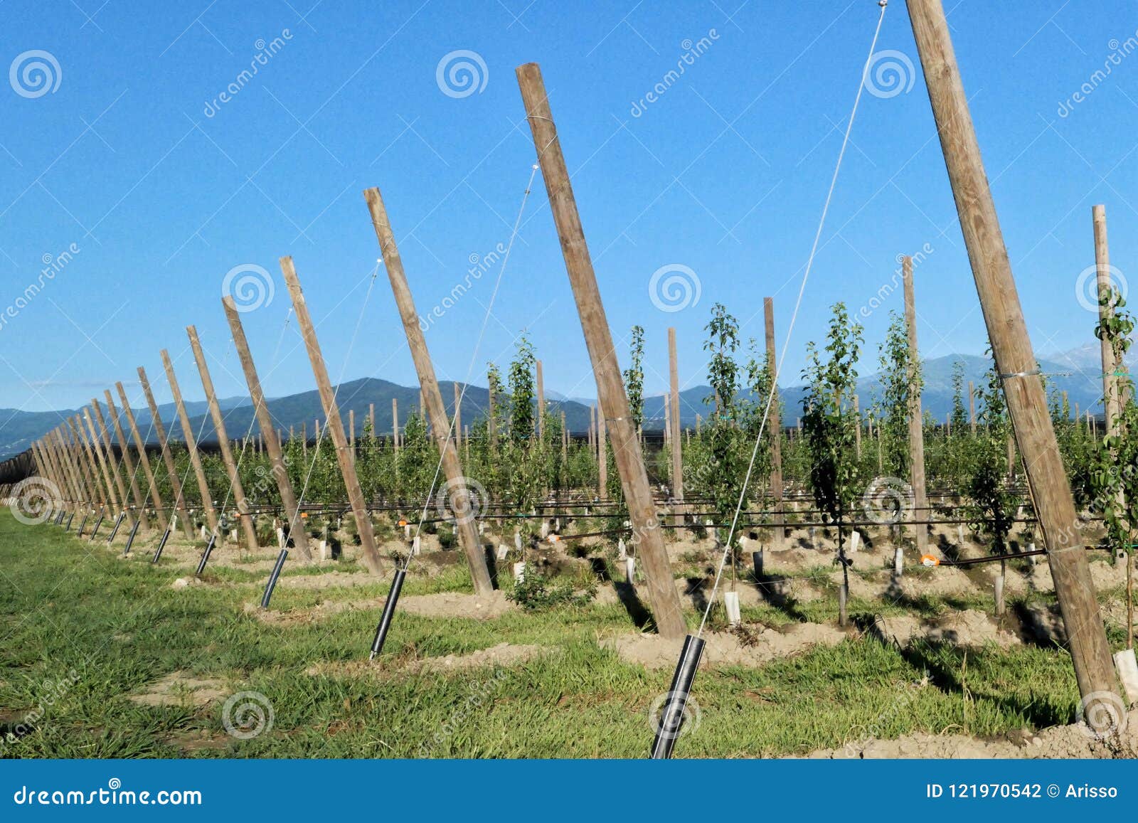 Fruit Trees Drip Irrigation Royalty-Free Stock Image | CartoonDealer ...