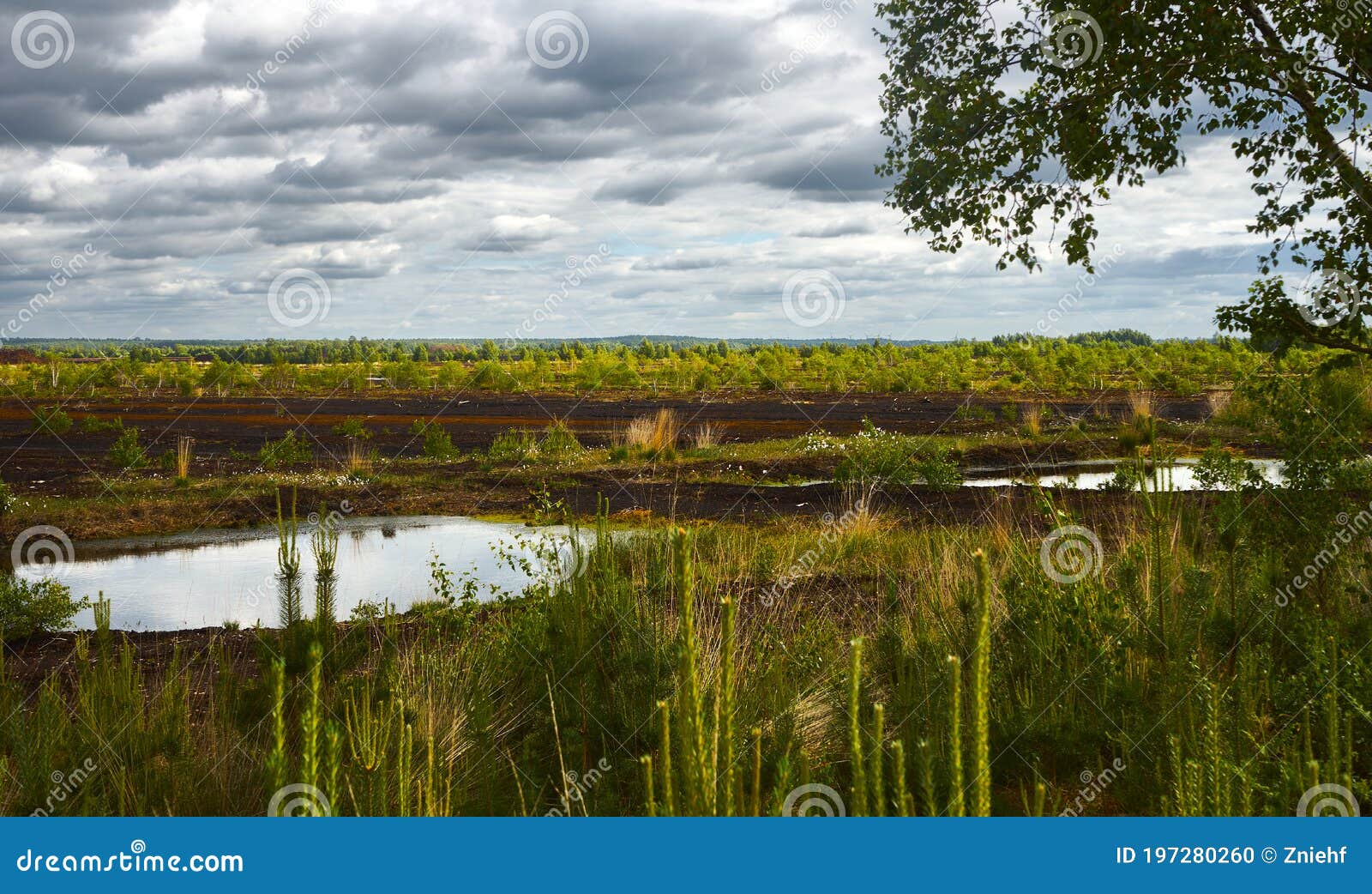 Drainage of a Bog Area for the Extraction of Peat Stock Photo - Image ...