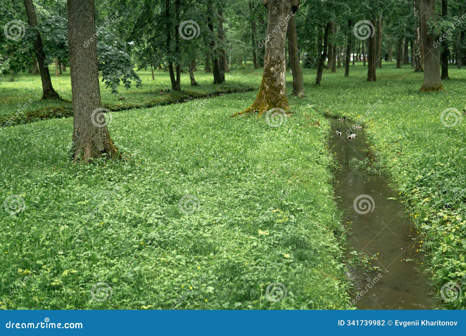 Drainage Channels In The Park, Which Flows Through The Grass Royalty ...
