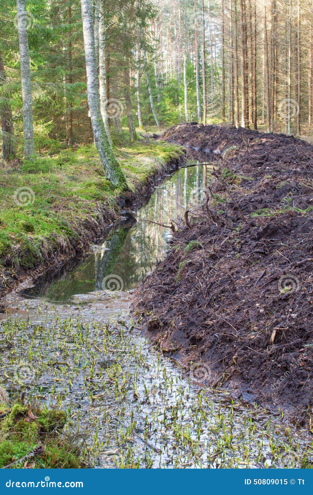 Drainage ditch stock image. Image of soil, forest, boreal - 50809015
