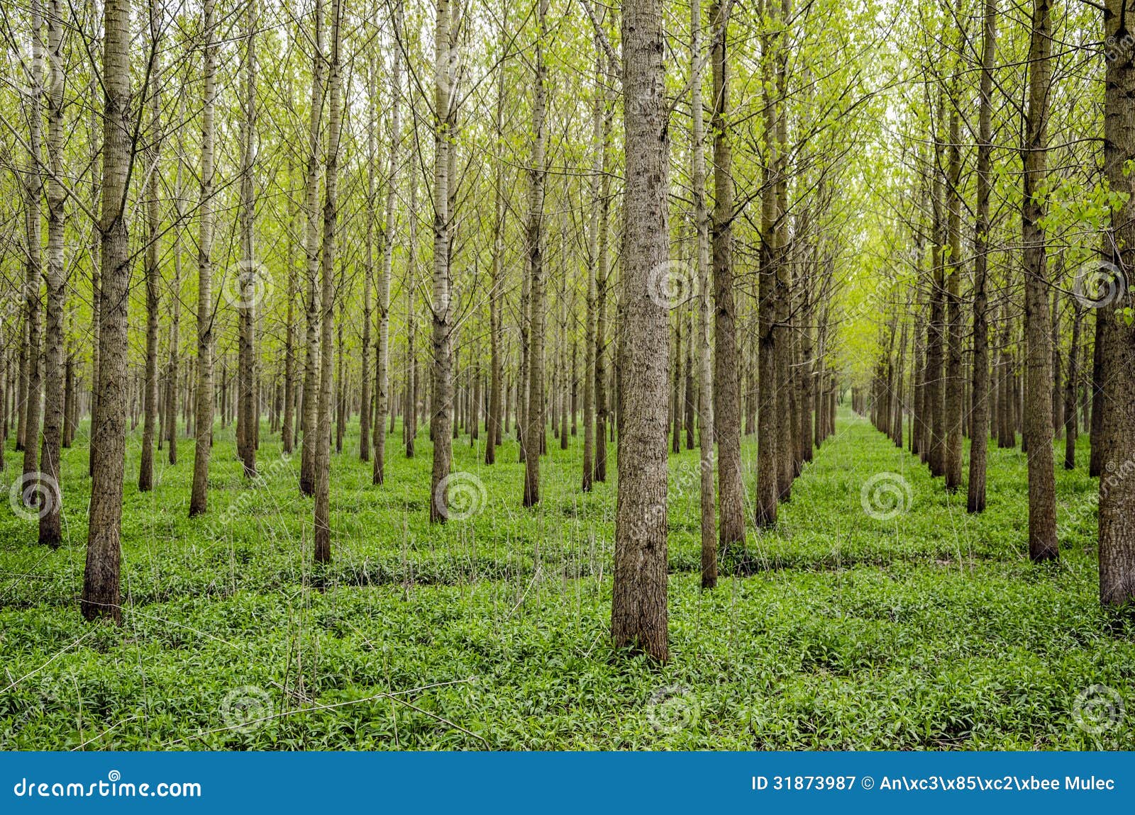 Drainage forest stock image. Image of growing, ground - 31873987