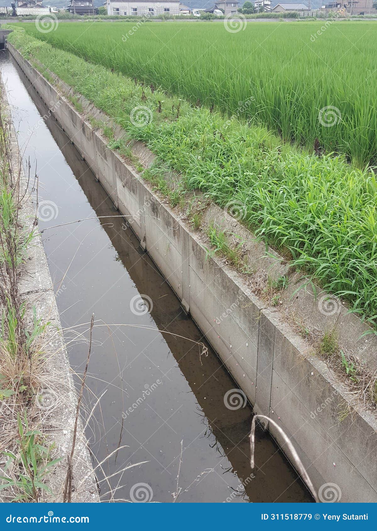 Drainage, Irigation of Rice Field Stock Image - Image of drainage ...