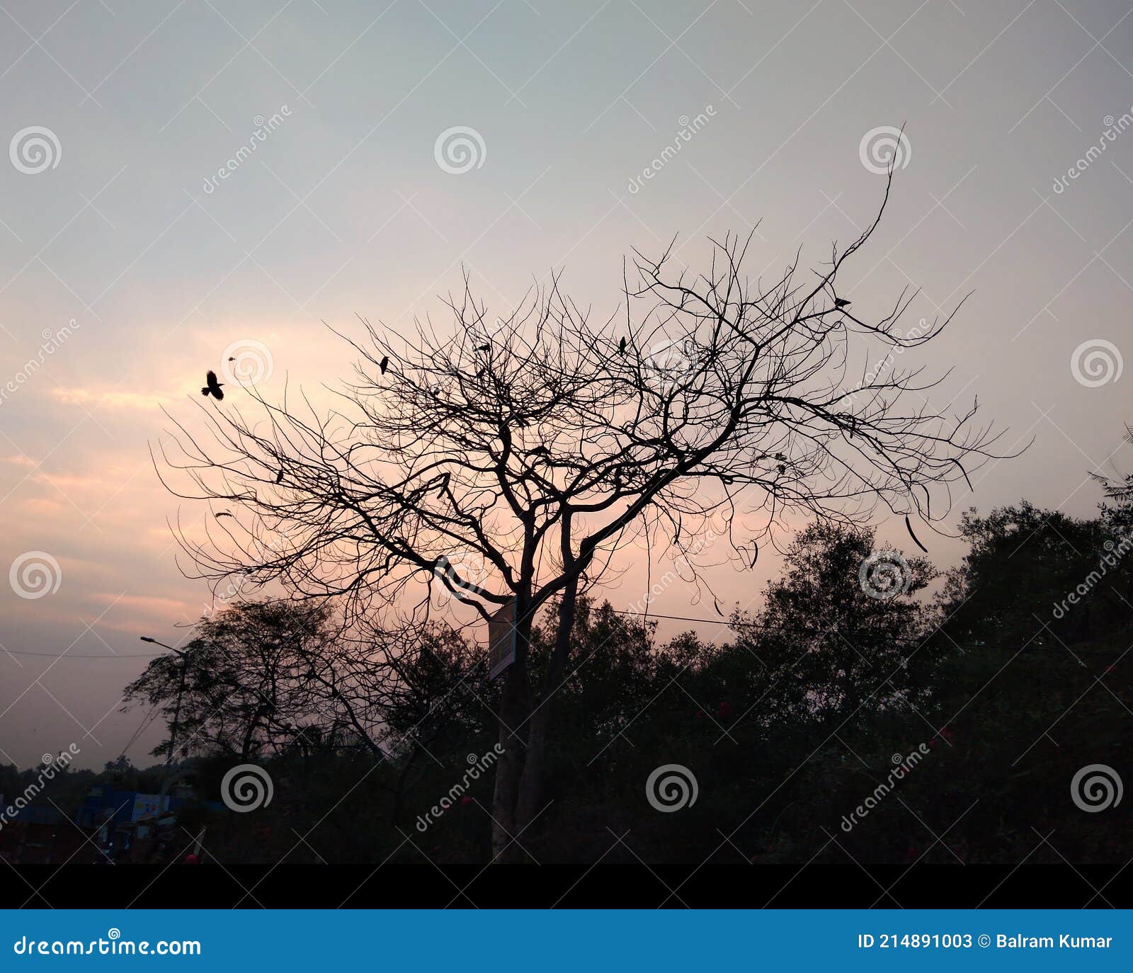 Drained Tree with Green Tree Stock Image - Image of aggricultre, draine ...