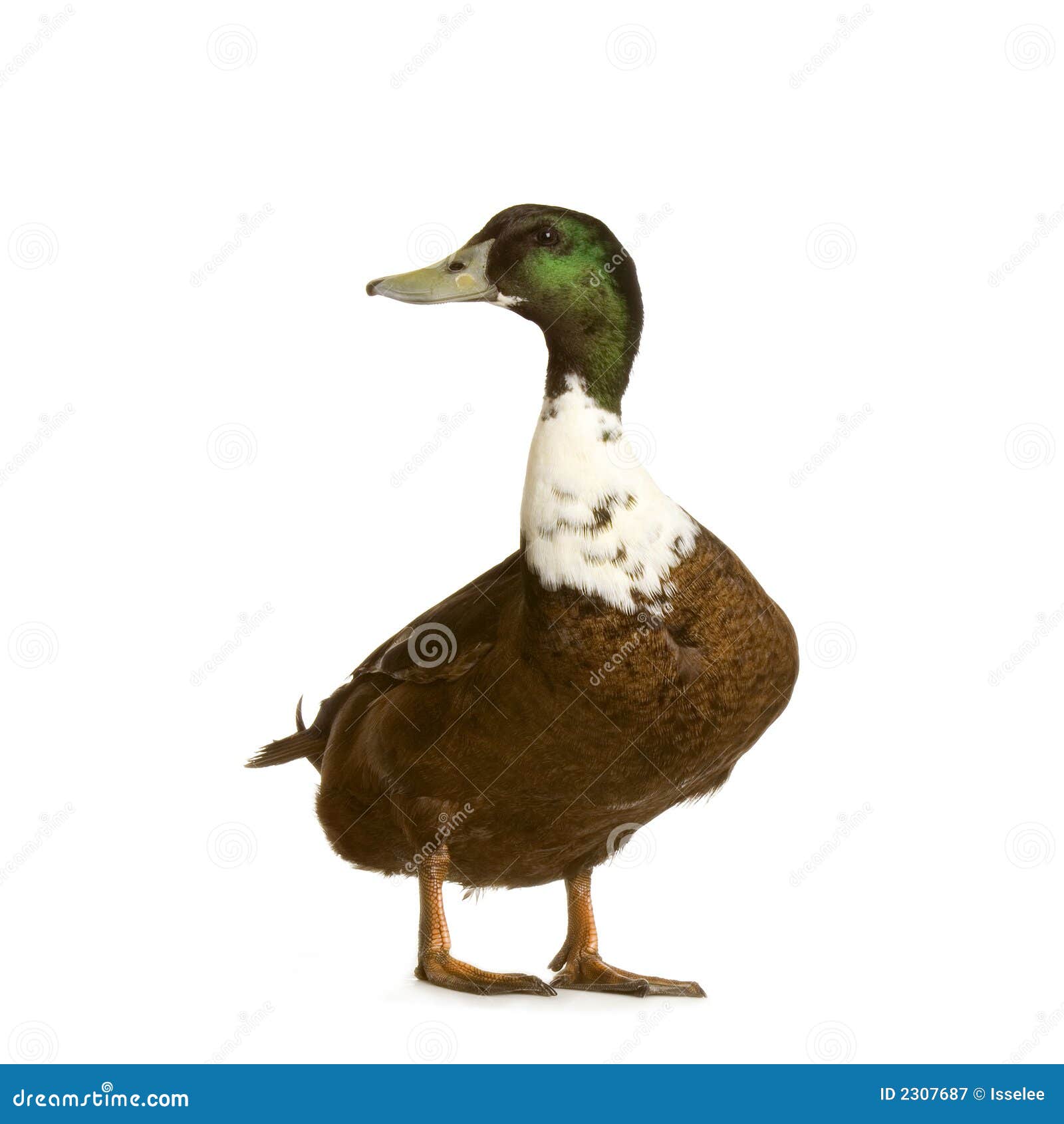 Drake stock image. Image of animal, yard, studio, drake - 2307687