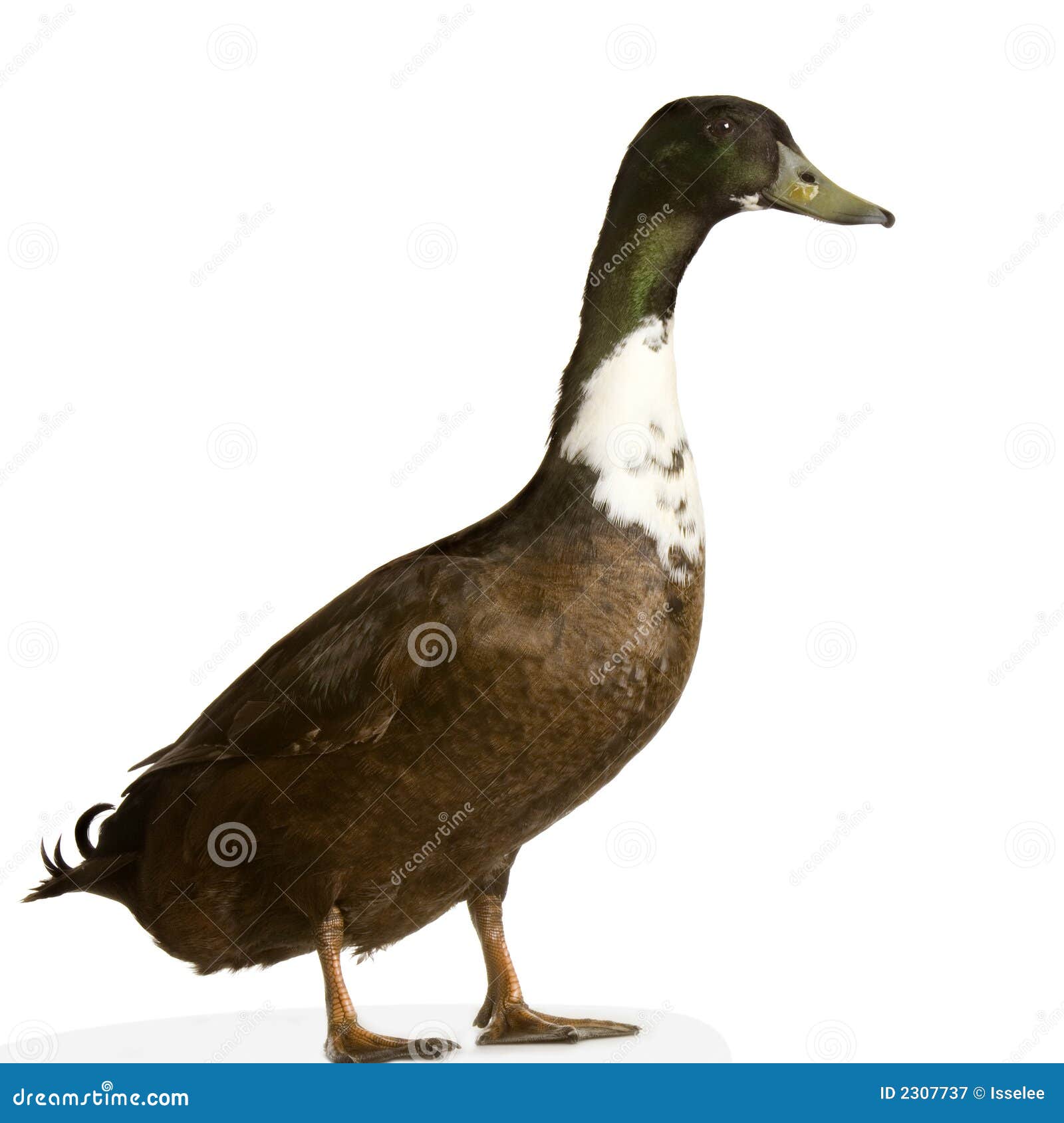 Drake stock image. Image of drake, studio, animal, male - 2307737