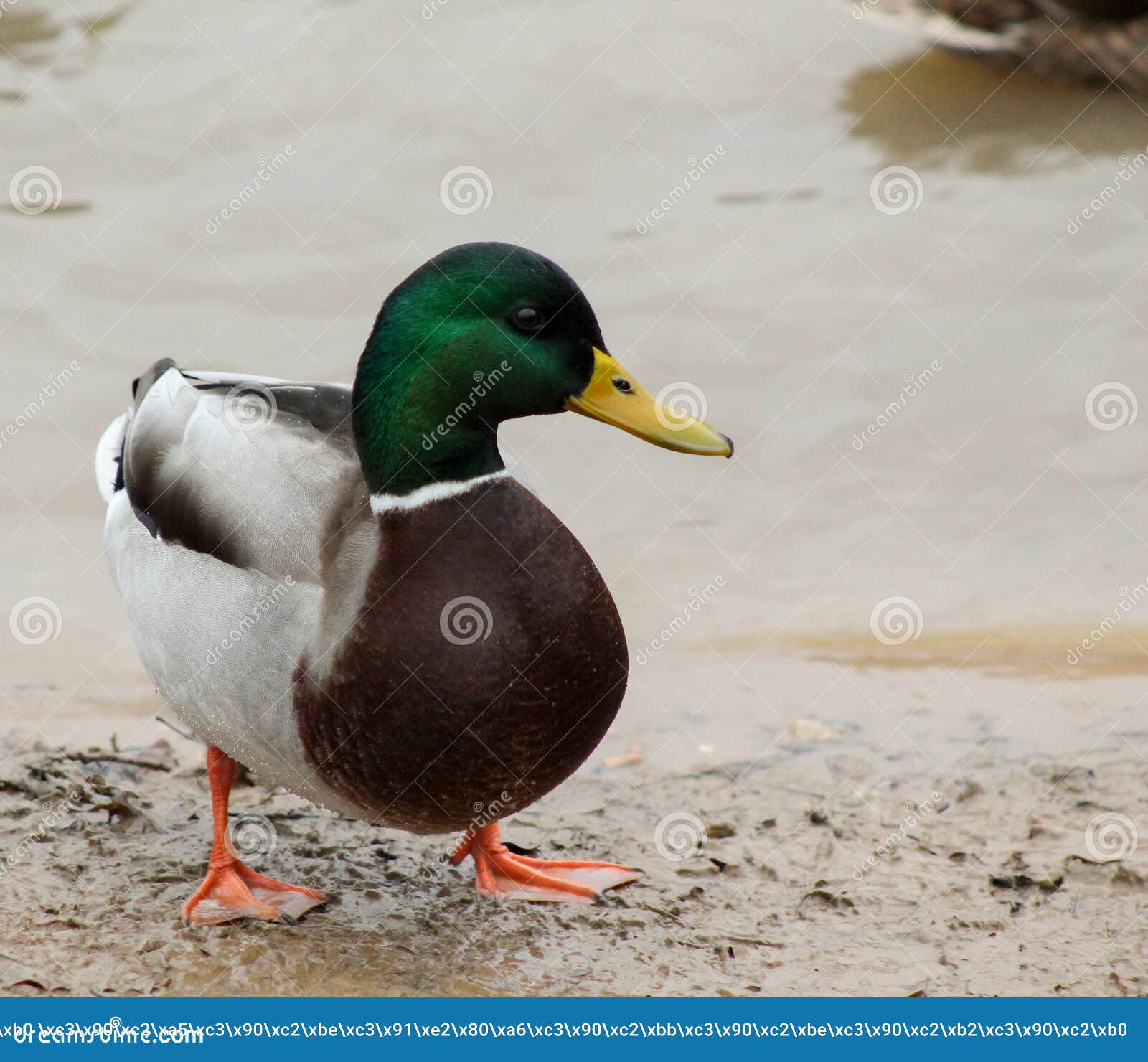 Drake. image stock. Image du oiseau, faune, nature, étang - 37478641