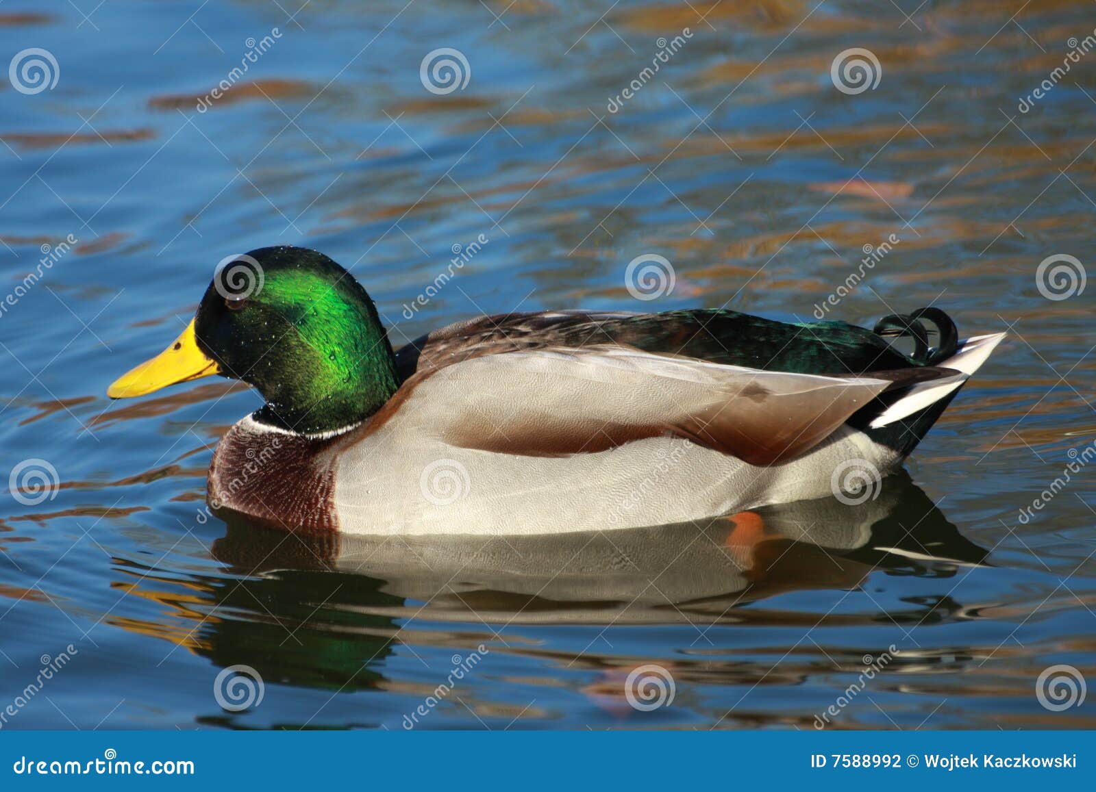 Drake stock photo. Image of drake, feather, swim, habitat - 7588992