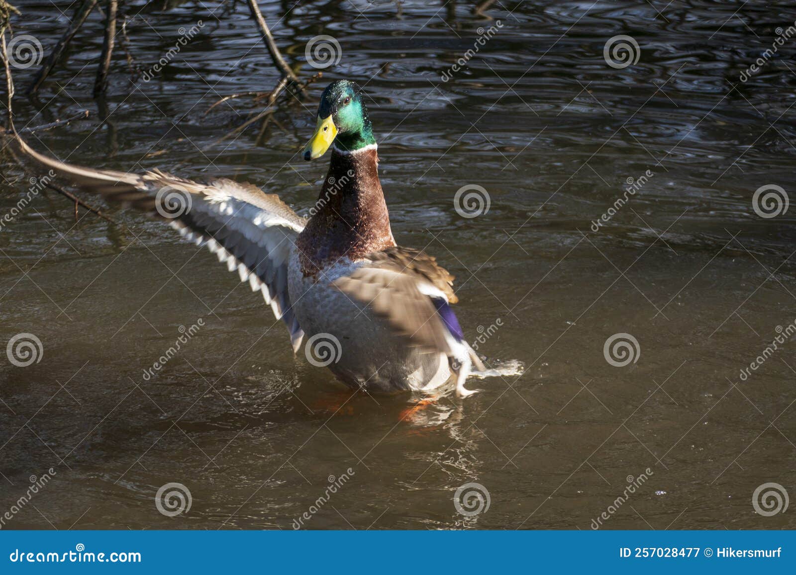 Drake Bathing in Lake and Flapping Wings Stock Image - Image of mallard ...