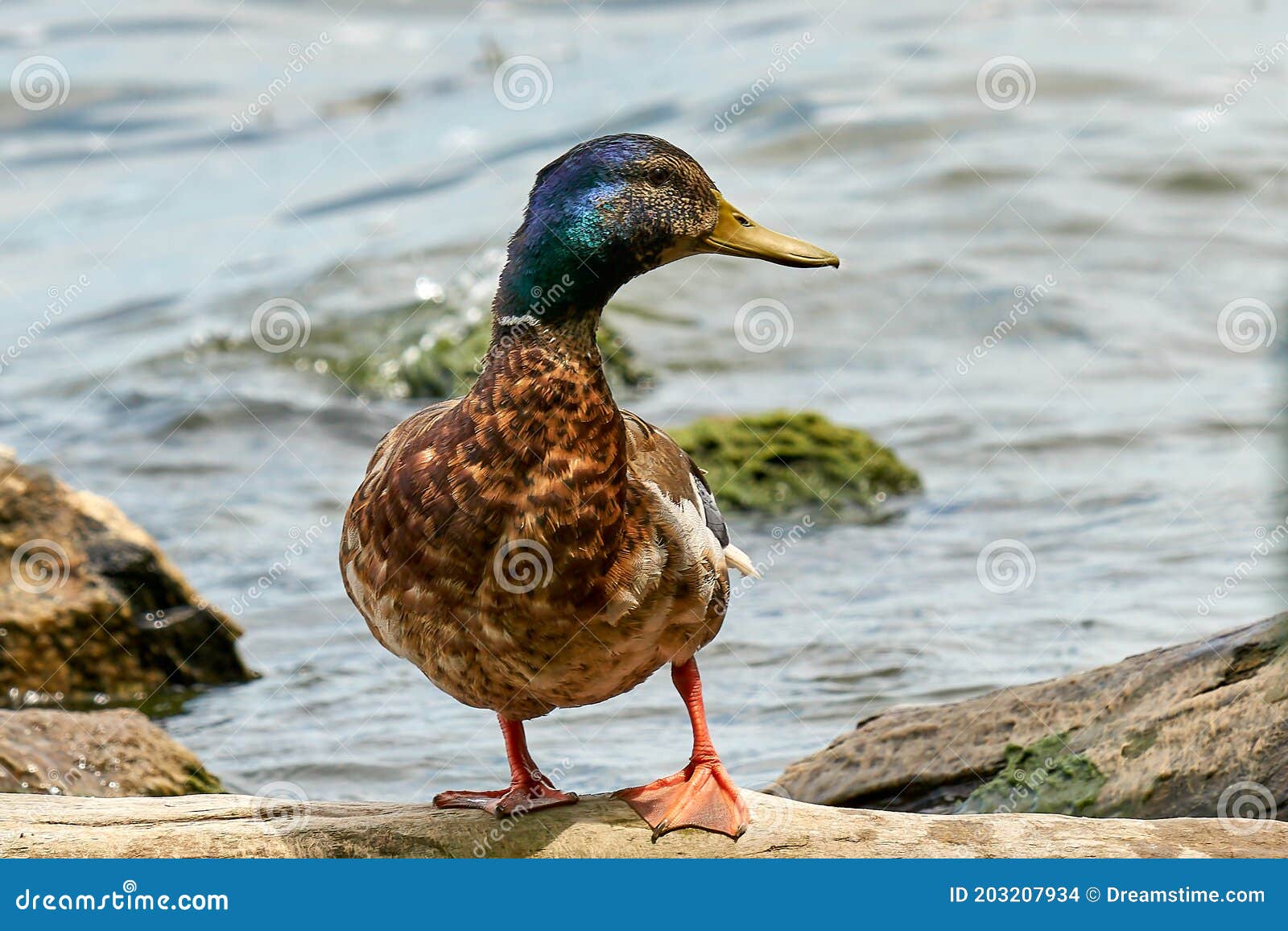 Drake stock photo. Image of drake, animal, lake, wing - 203207934
