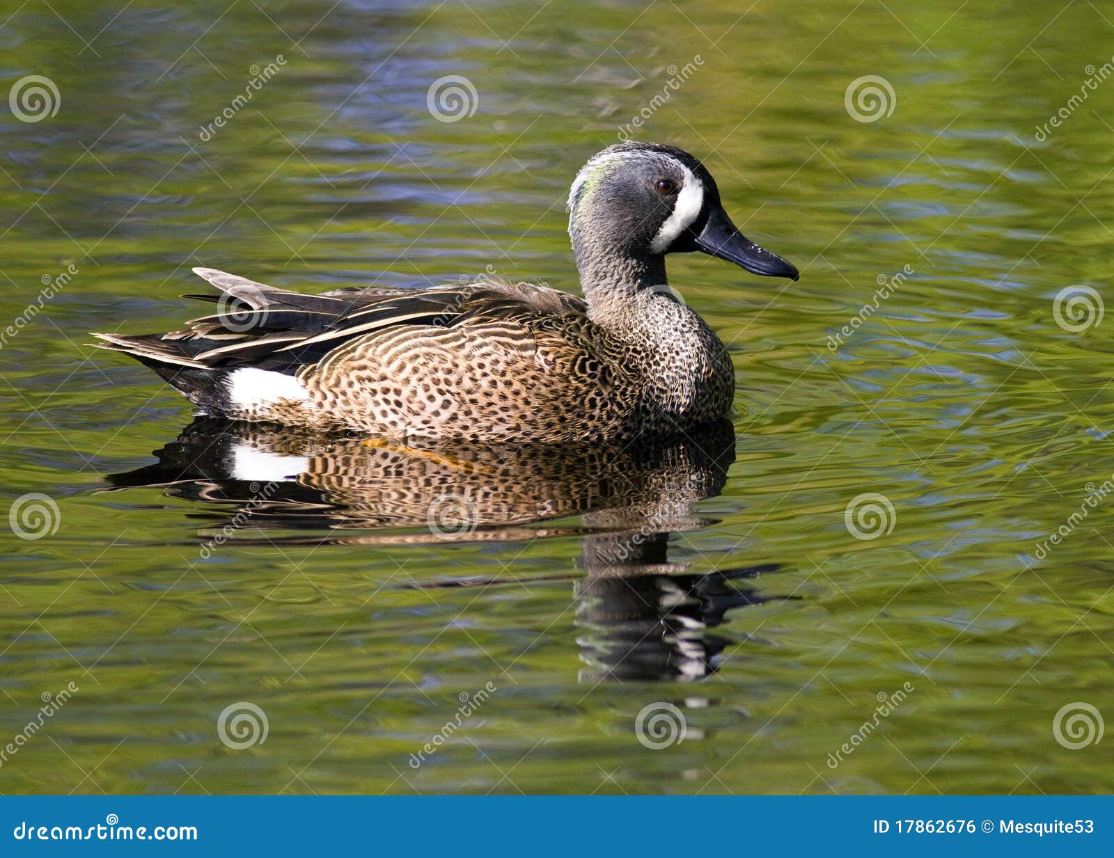 Drake Blue Winged Teal