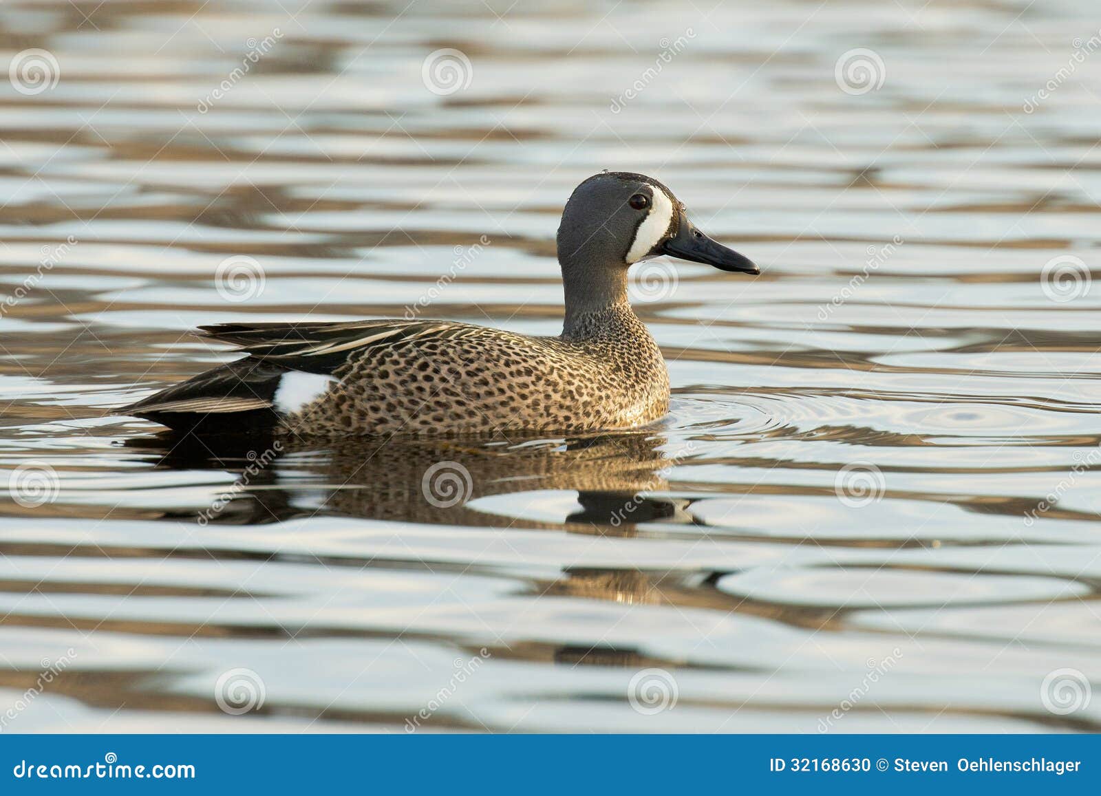 Drake Blue-winged Teal stock photo. Image of drake, hunting - 32168630