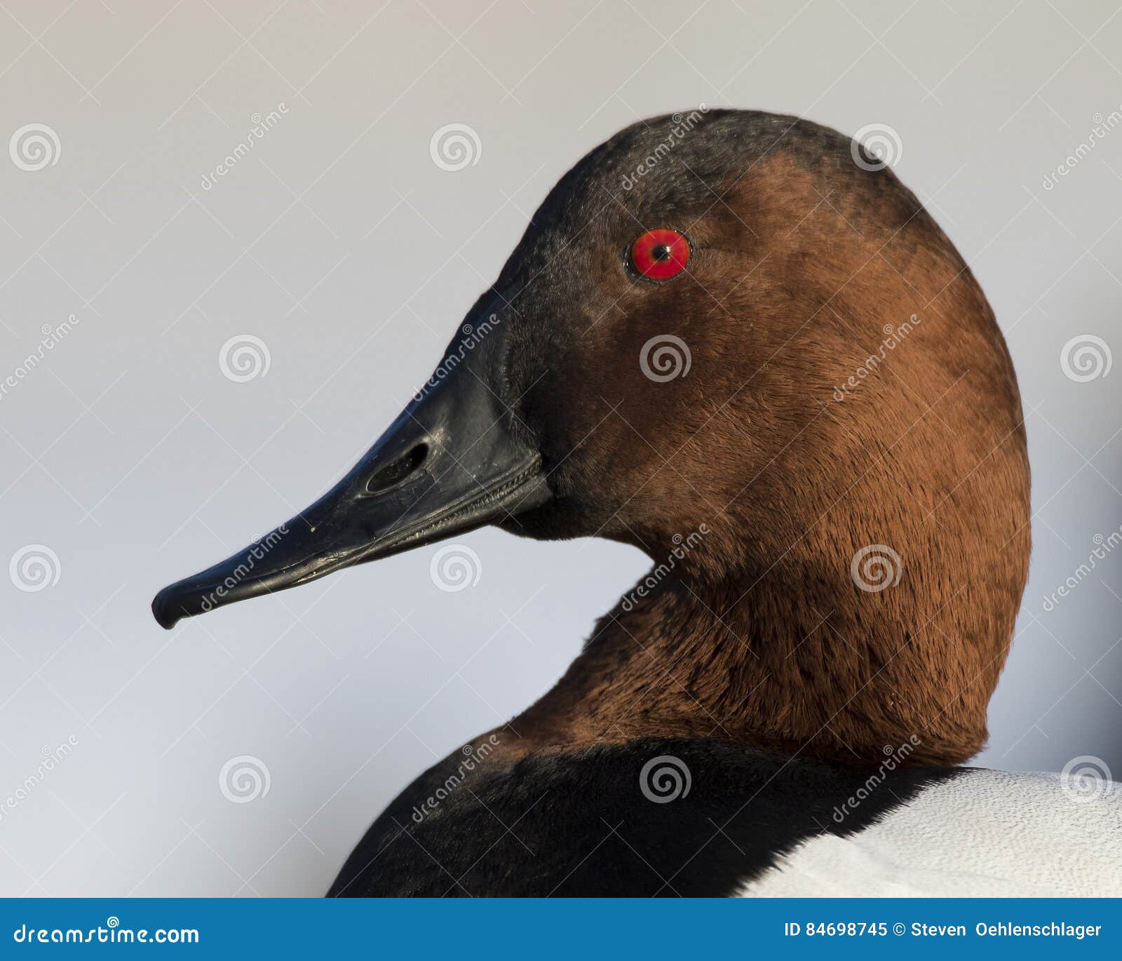 Drake Canvasback stock image. Image of beak, female, duck - 84698745