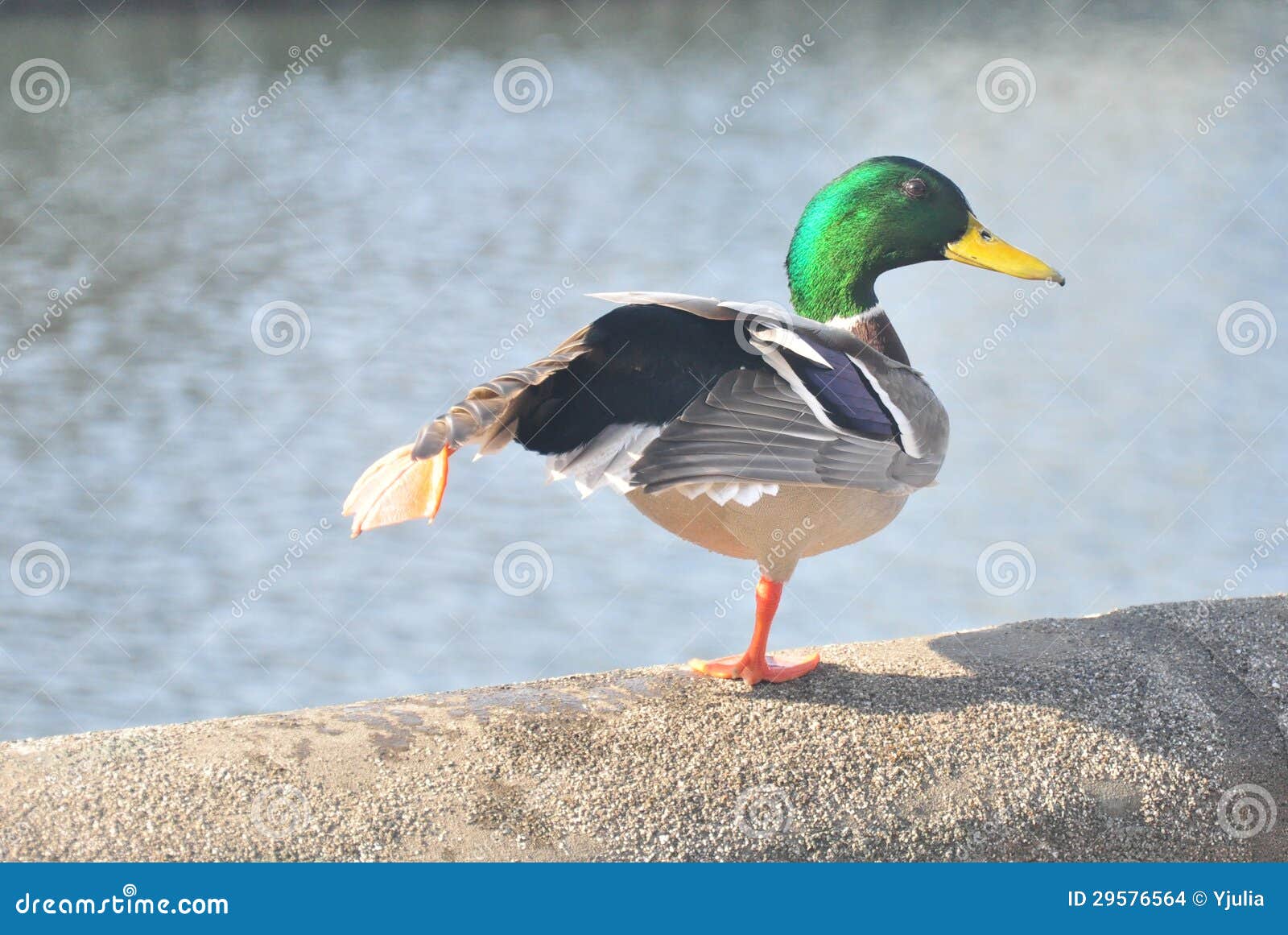Drake, duck stock photo. Image of bird, feathers, nature - 29576564