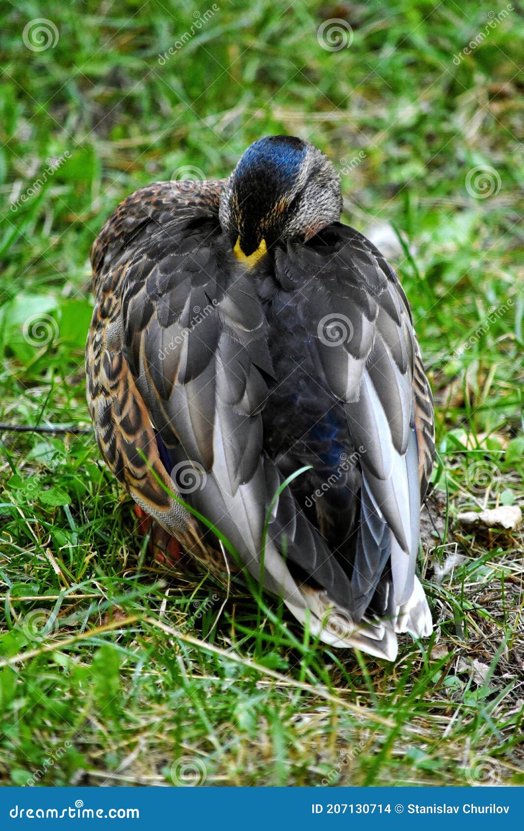 Drake duck bird stock photo. Image of plant, duck, prairie - 207130714